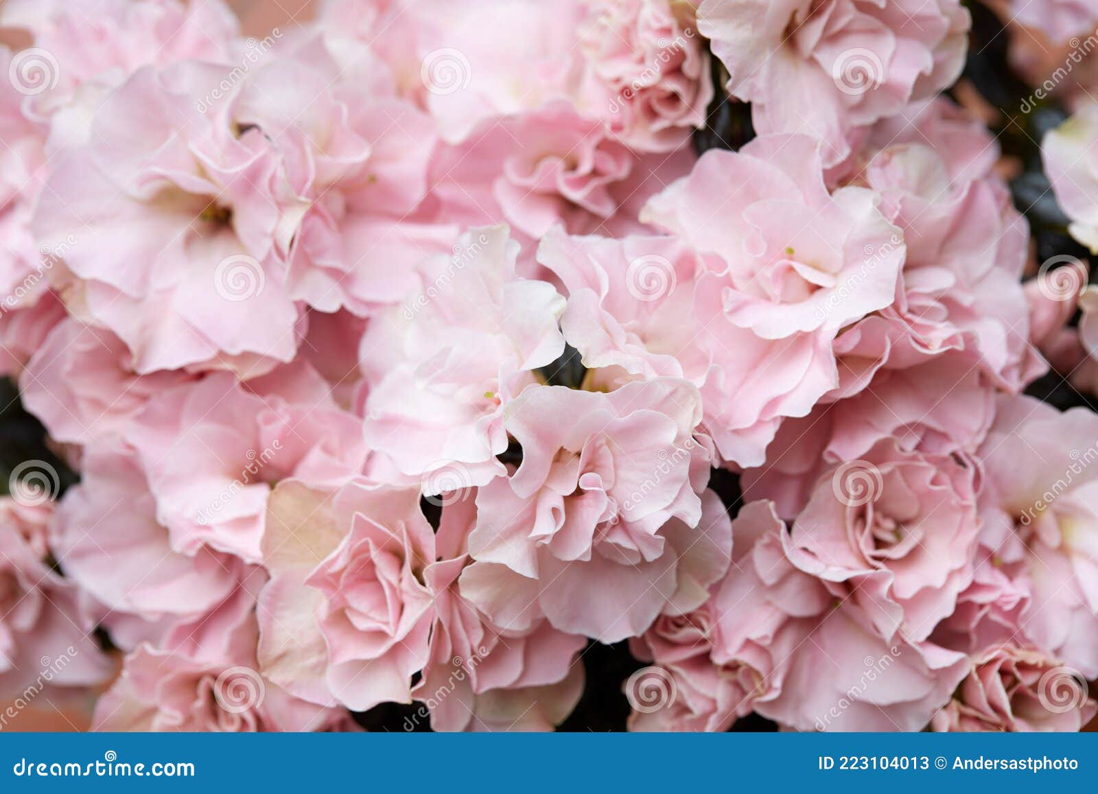 Double Pink Azalea Flowers Texture Background Stock Image - Image of ...