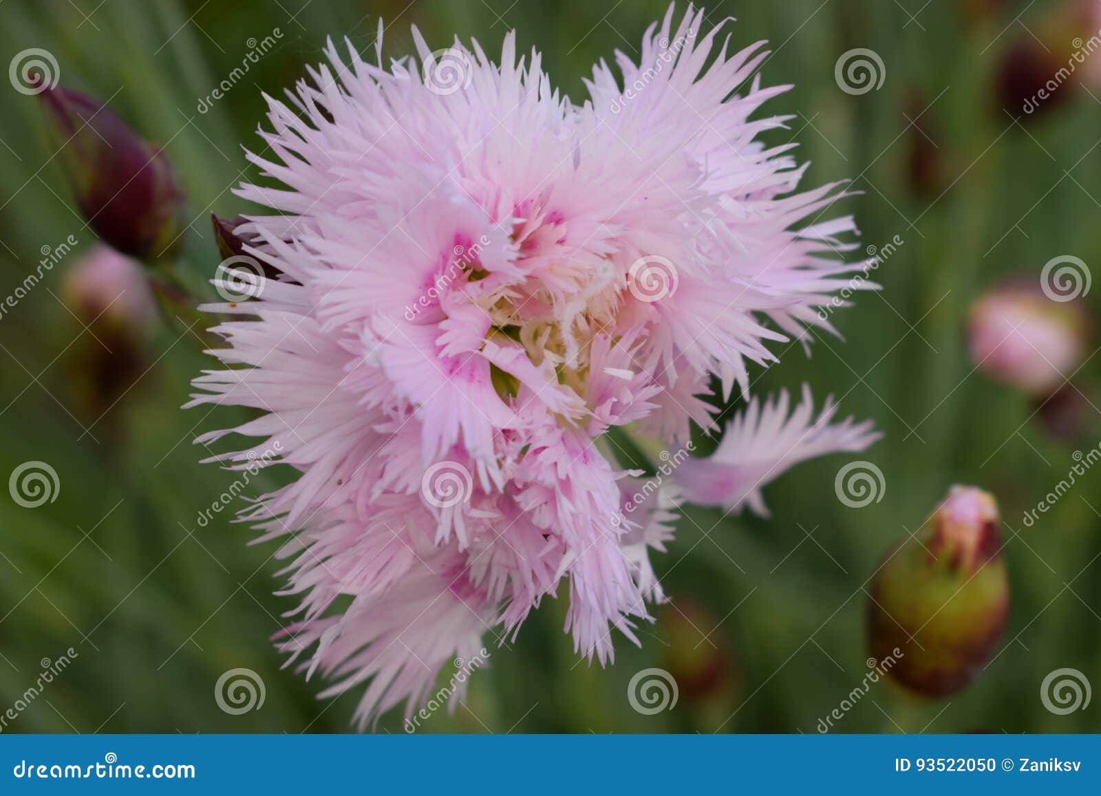 Double Pink Carnation stock photo. Image of macro, pink - 93522050