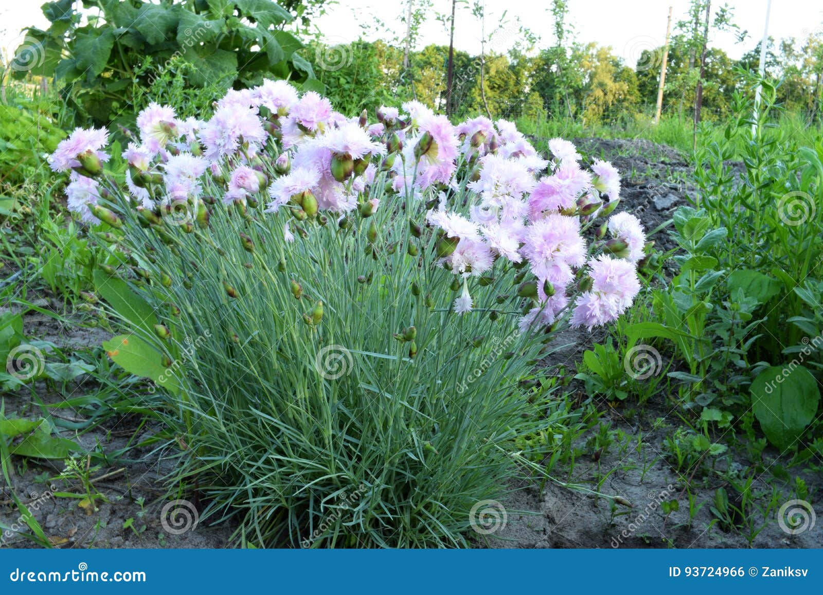 Double Pink Carnation stock photo. Image of background - 93724966