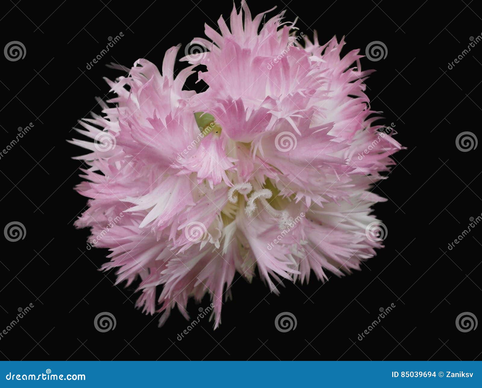 Double Pink Carnation Macro Stock Photo - Image of macro, feathery ...