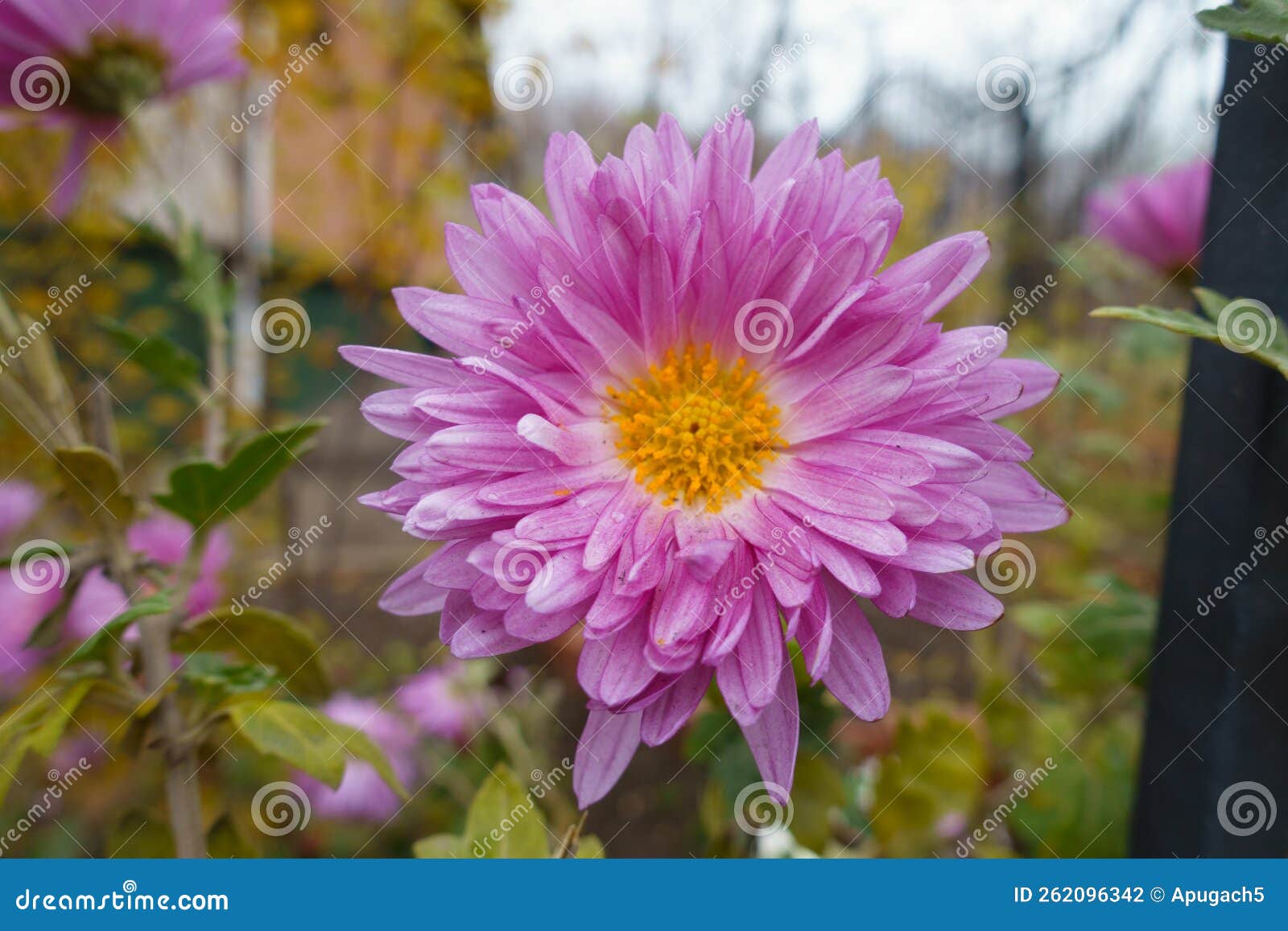 Double Pink Flower of Chrysanthemum Stock Photo - Image of flora ...