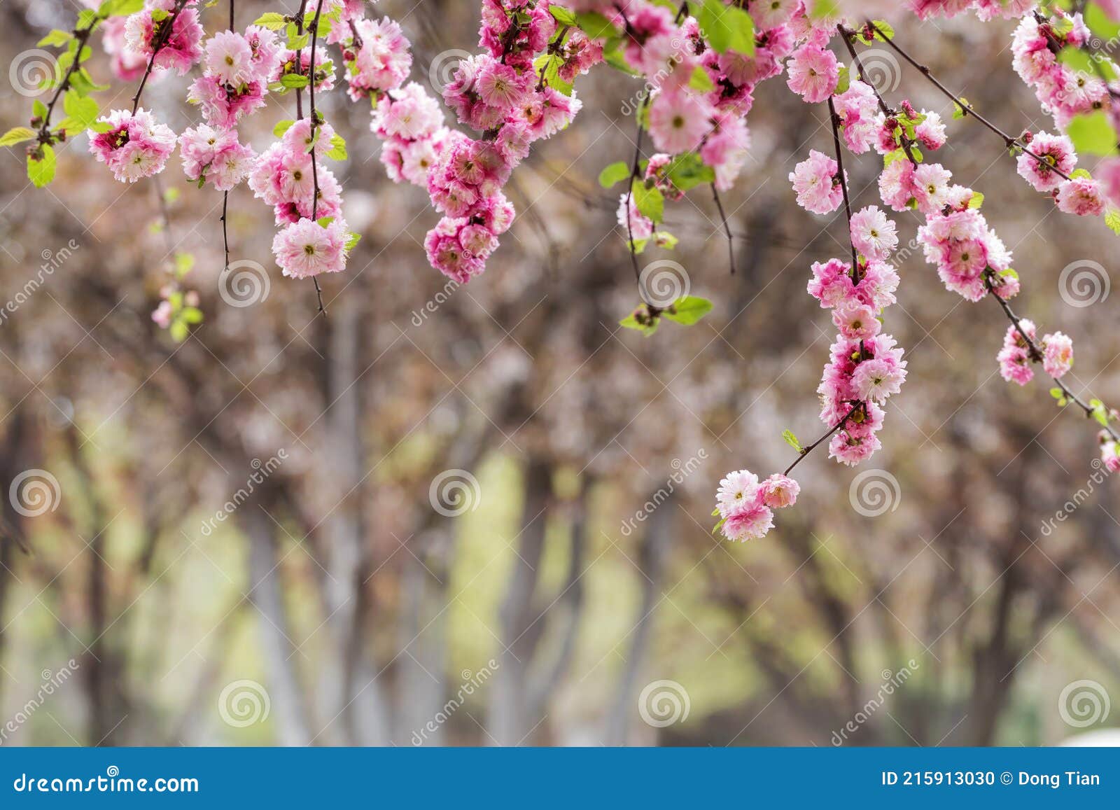 Double Plum Elm in Spring Bloom Stock Photo - Image of east, little ...