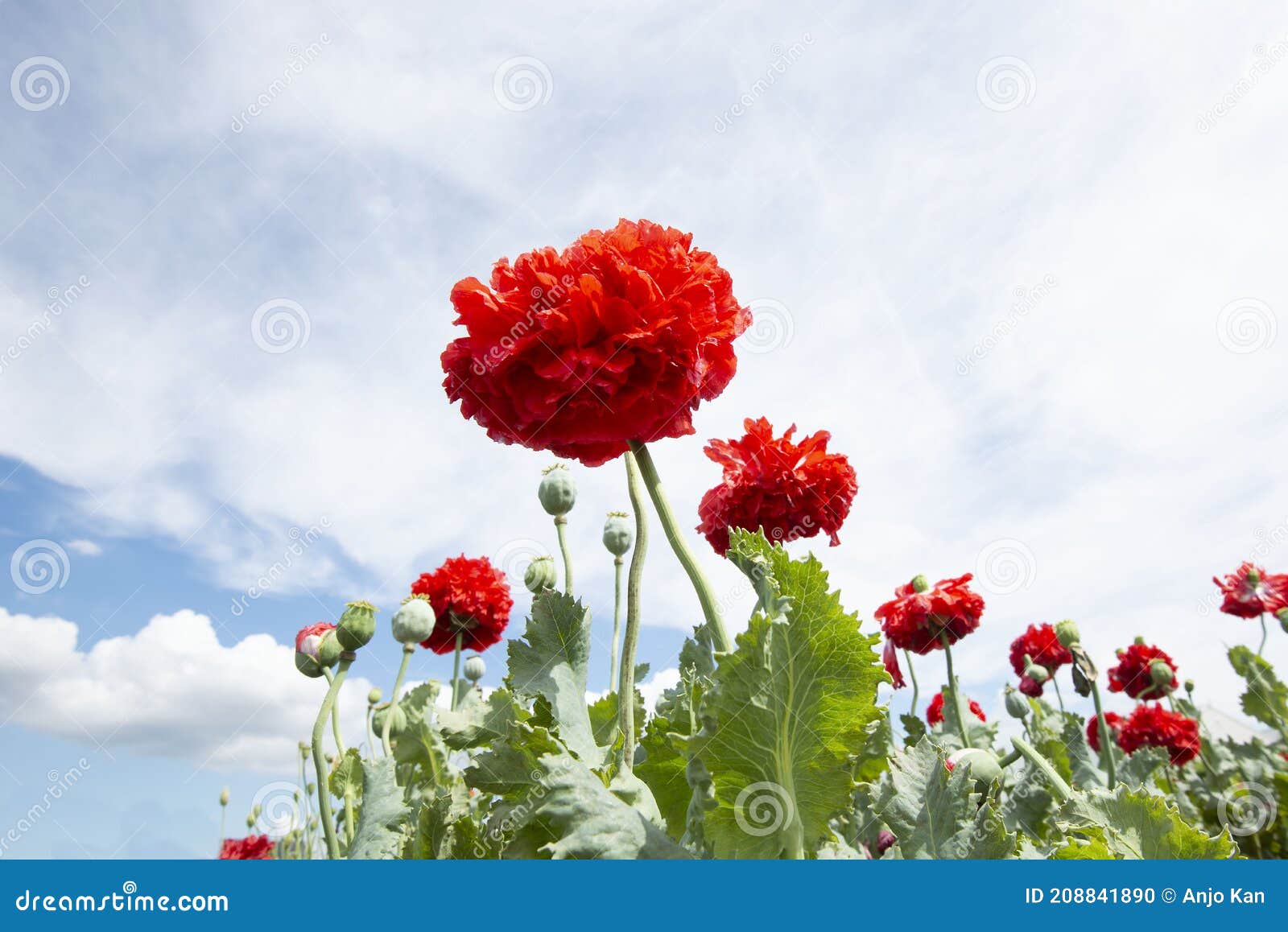 Double Poppies in Field on a Sunny Day Stock Photo - Image of love ...