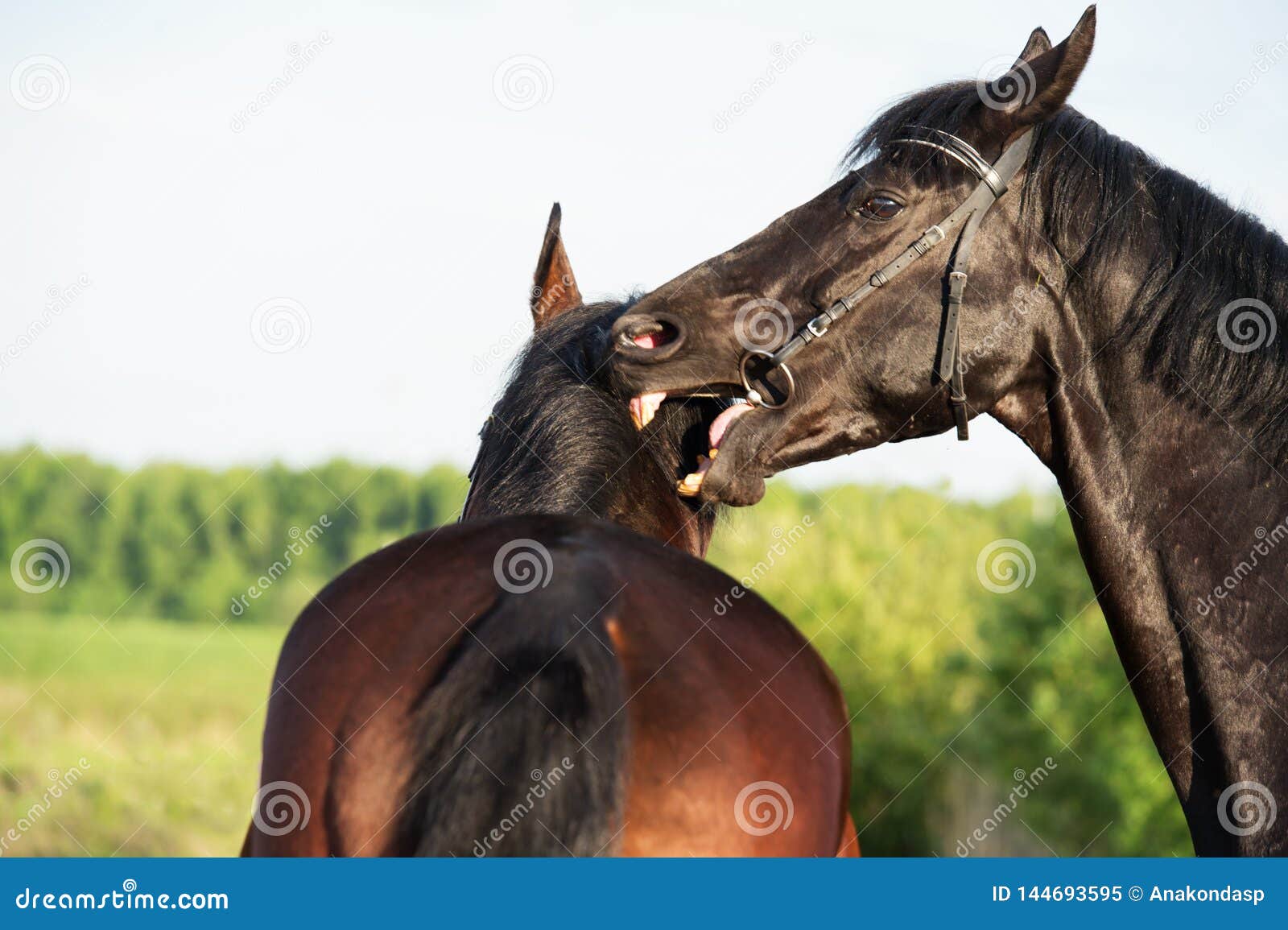 Double Portrait of Breed Playing Stallions. Close Up Stock Image ...