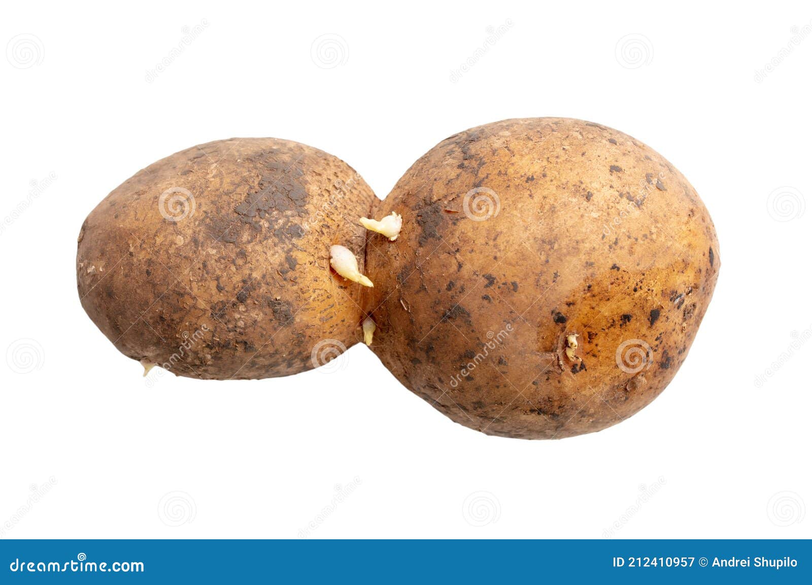 Double Potatoes Isolated on a White Stock Image - Image of patata ...