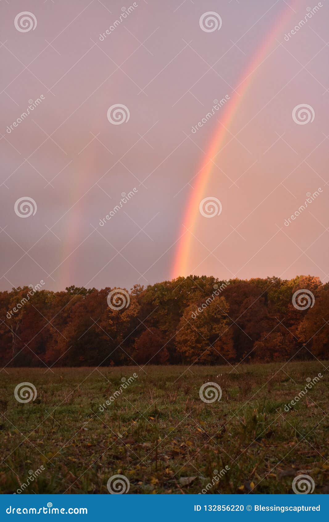 A Double Rainbow in the Fall Over Trees Stock Photo - Image of trees ...