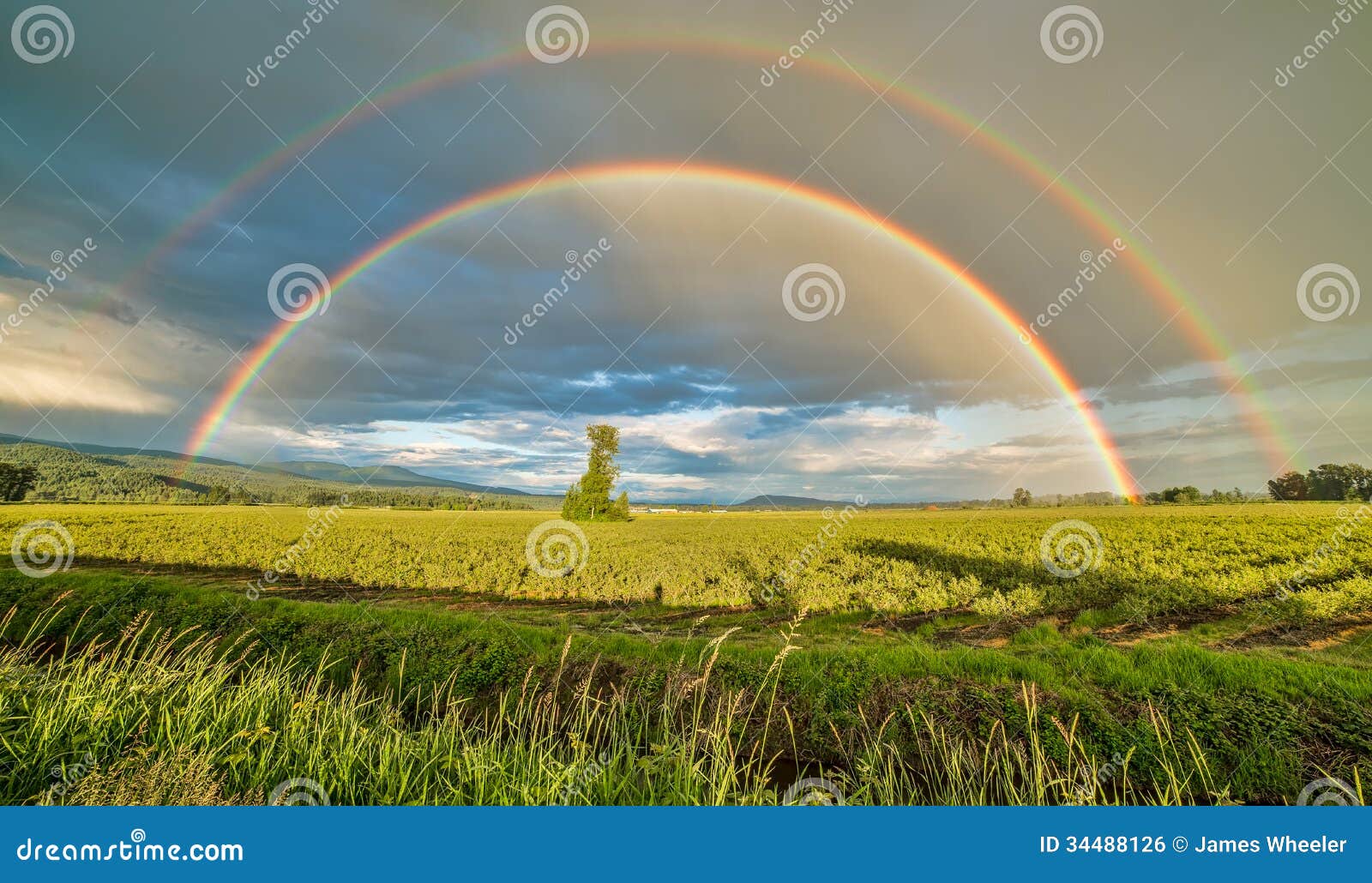 Double Rainbow Over a Tree stock photo. Image of outdoor - 34488126