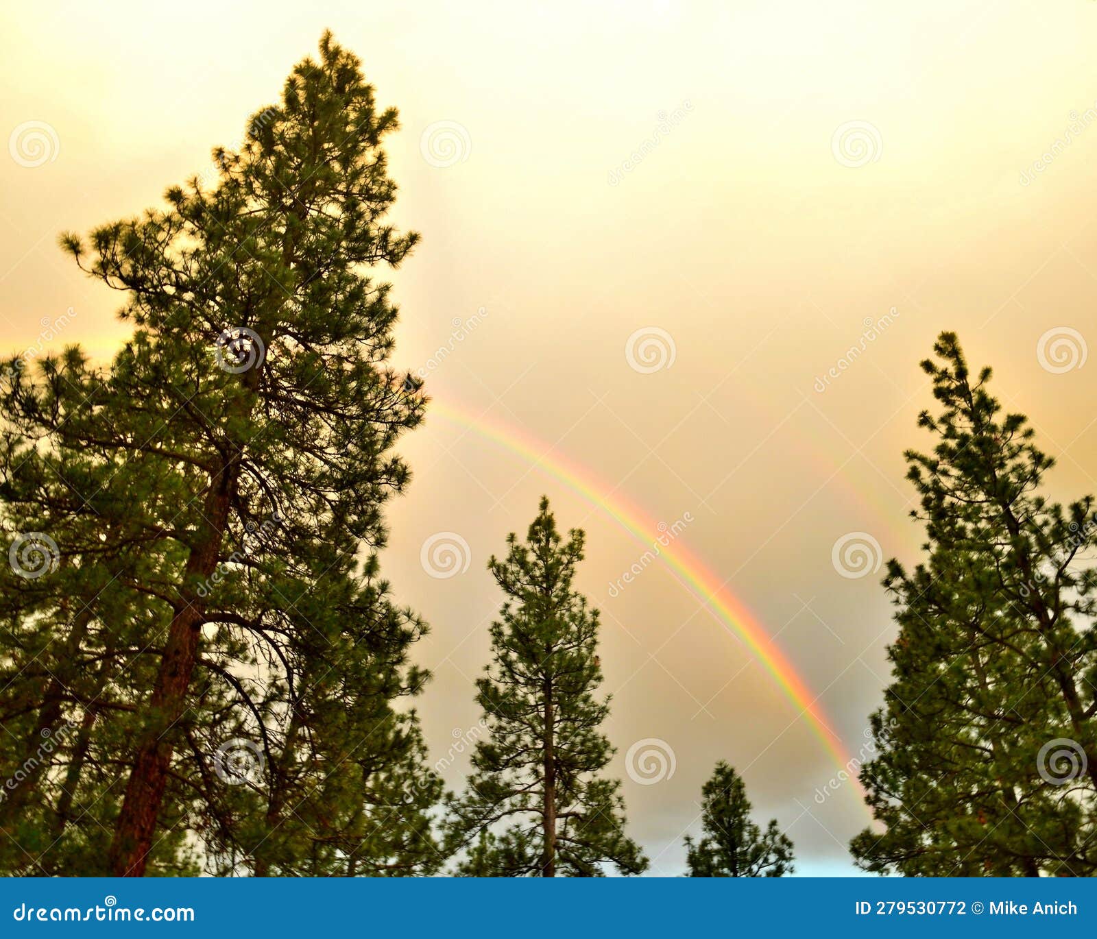 Double Rainbow, and Pine Trees, Montana. Stock Photo - Image of evening ...