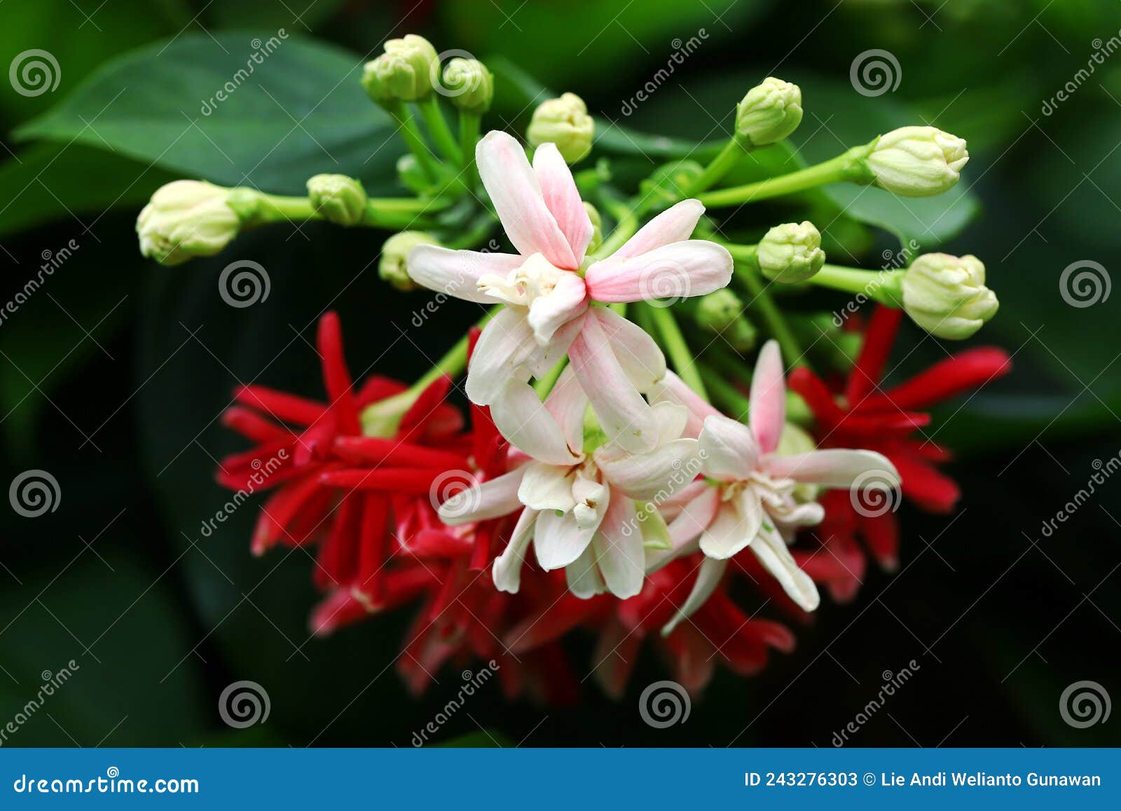 Double Rangoon Creeper Flowers and Buds Stock Image - Image of shrub ...