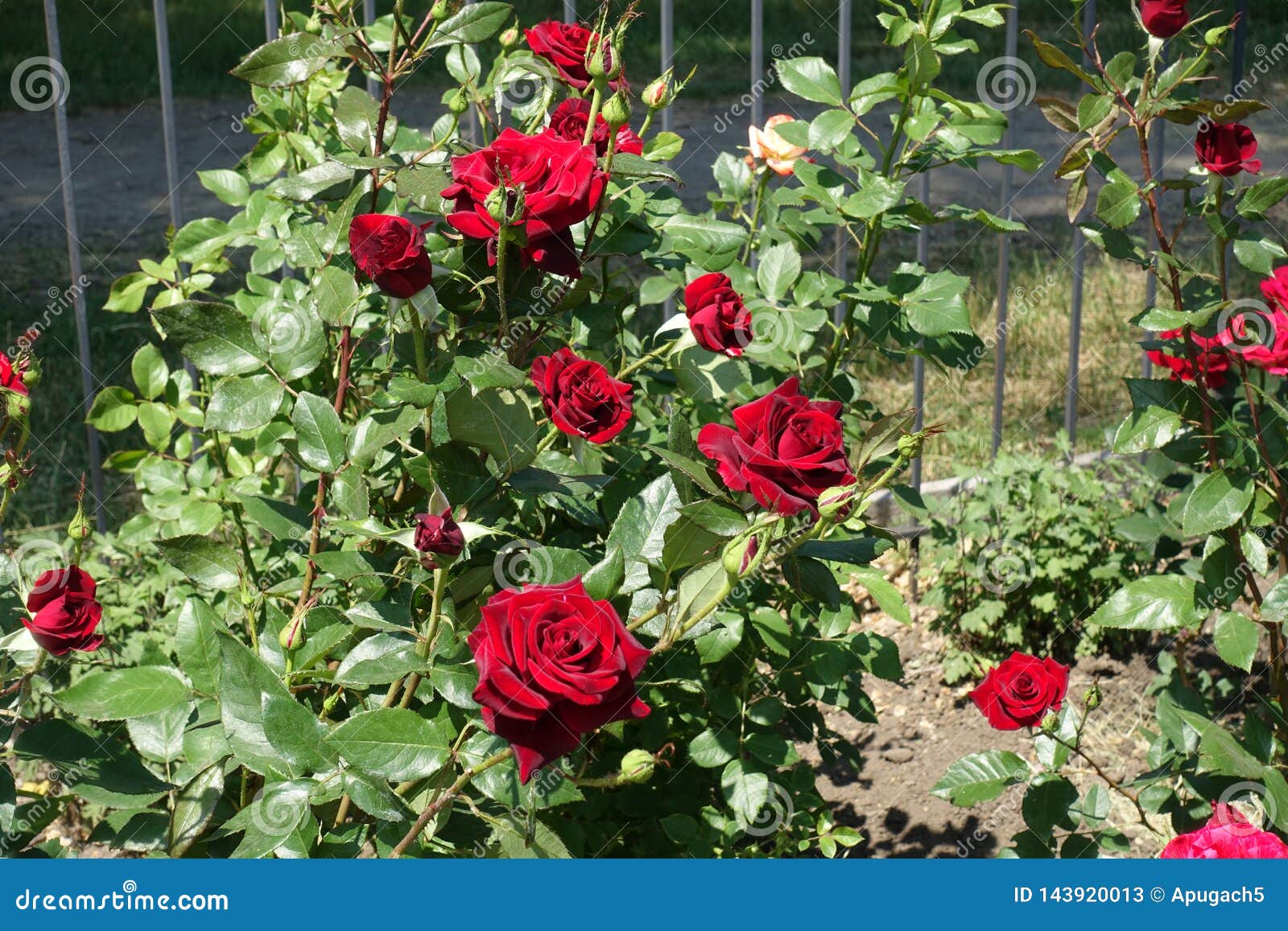 Double Red Flowers of Rose Bush Stock Image - Image of florescence ...