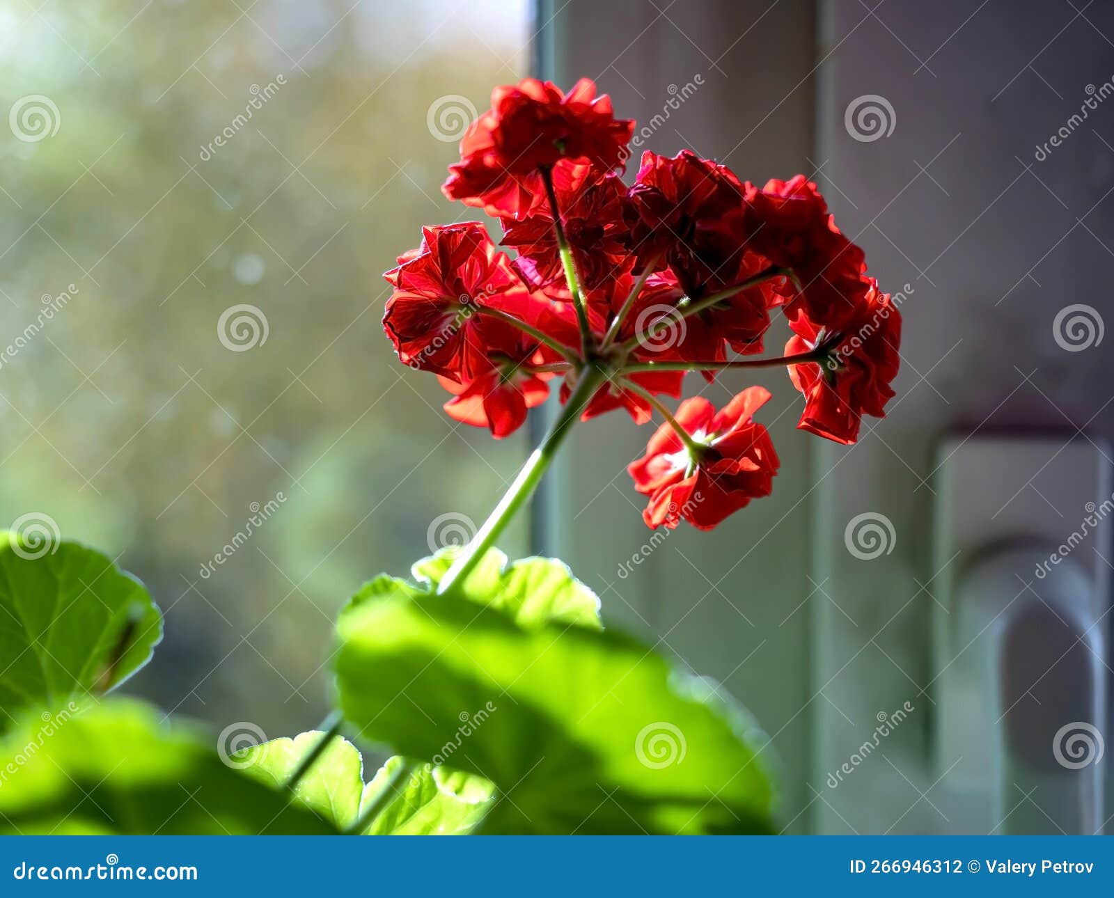 Double Red Geranium Flowers on a Blurry Background Stock Photo - Image ...