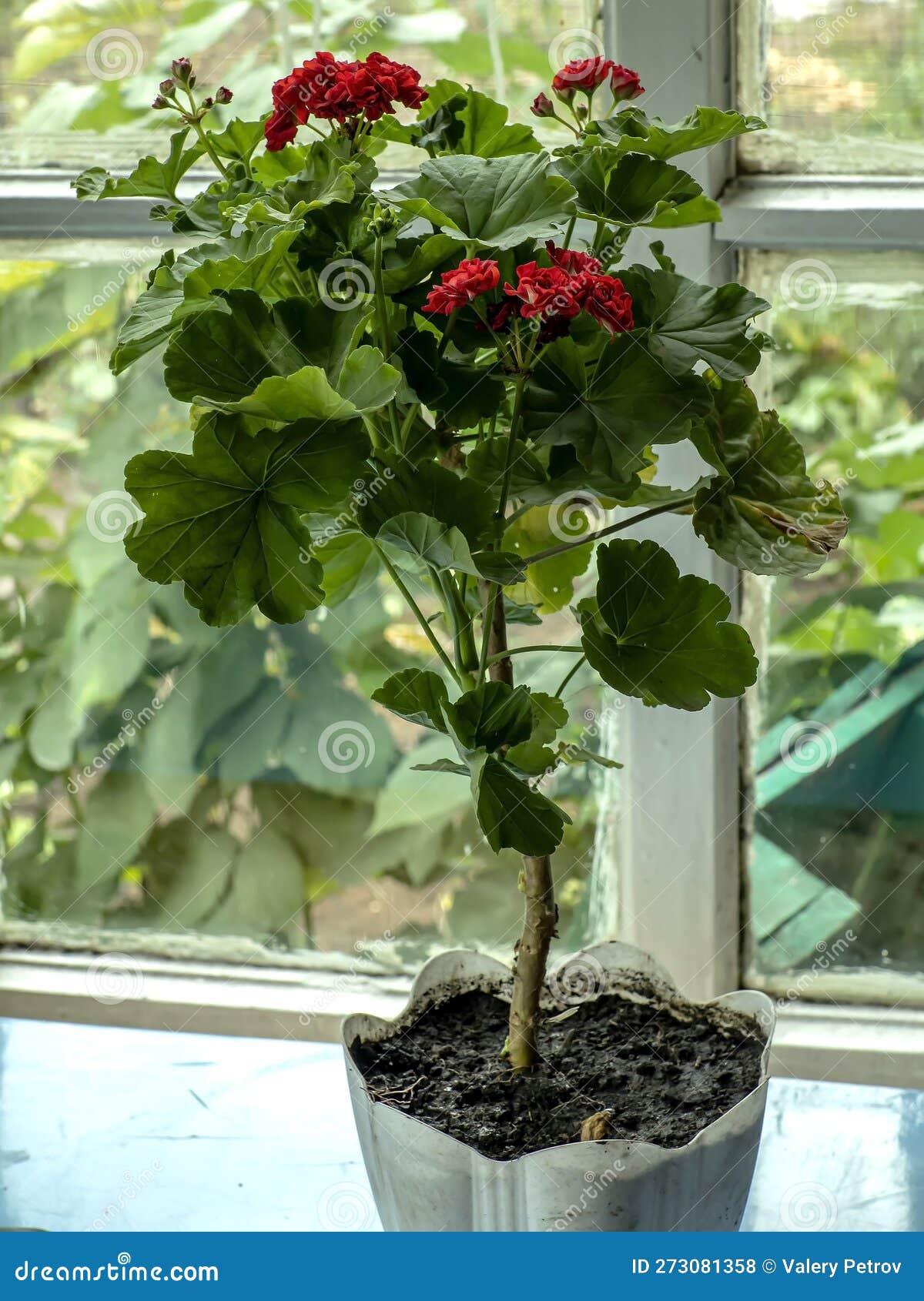 Double Red Geranium Flowers on a Blurry Background Stock Photo - Image ...