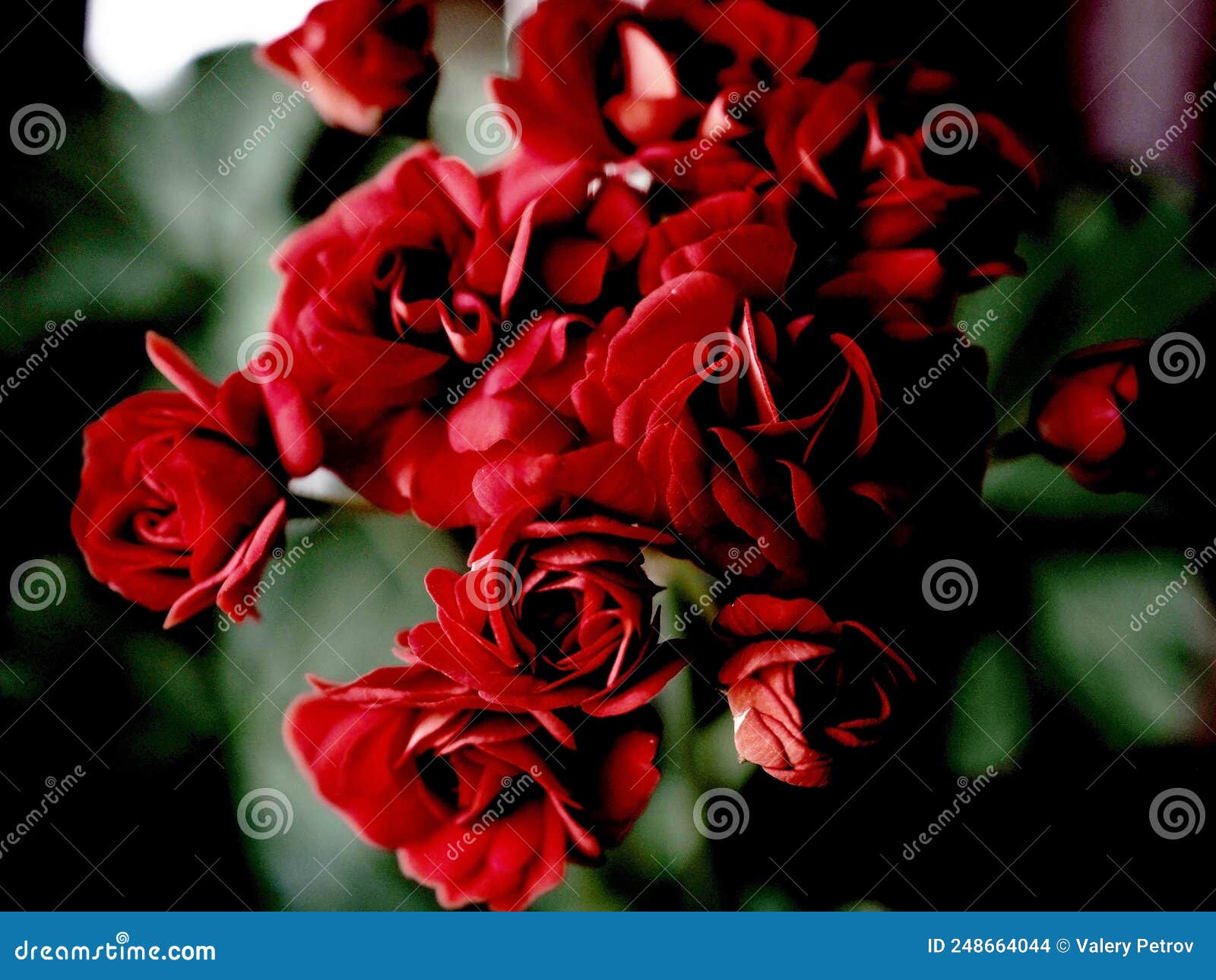 Double Red Geranium Flowers on a Blurry Background Stock Photo - Image ...