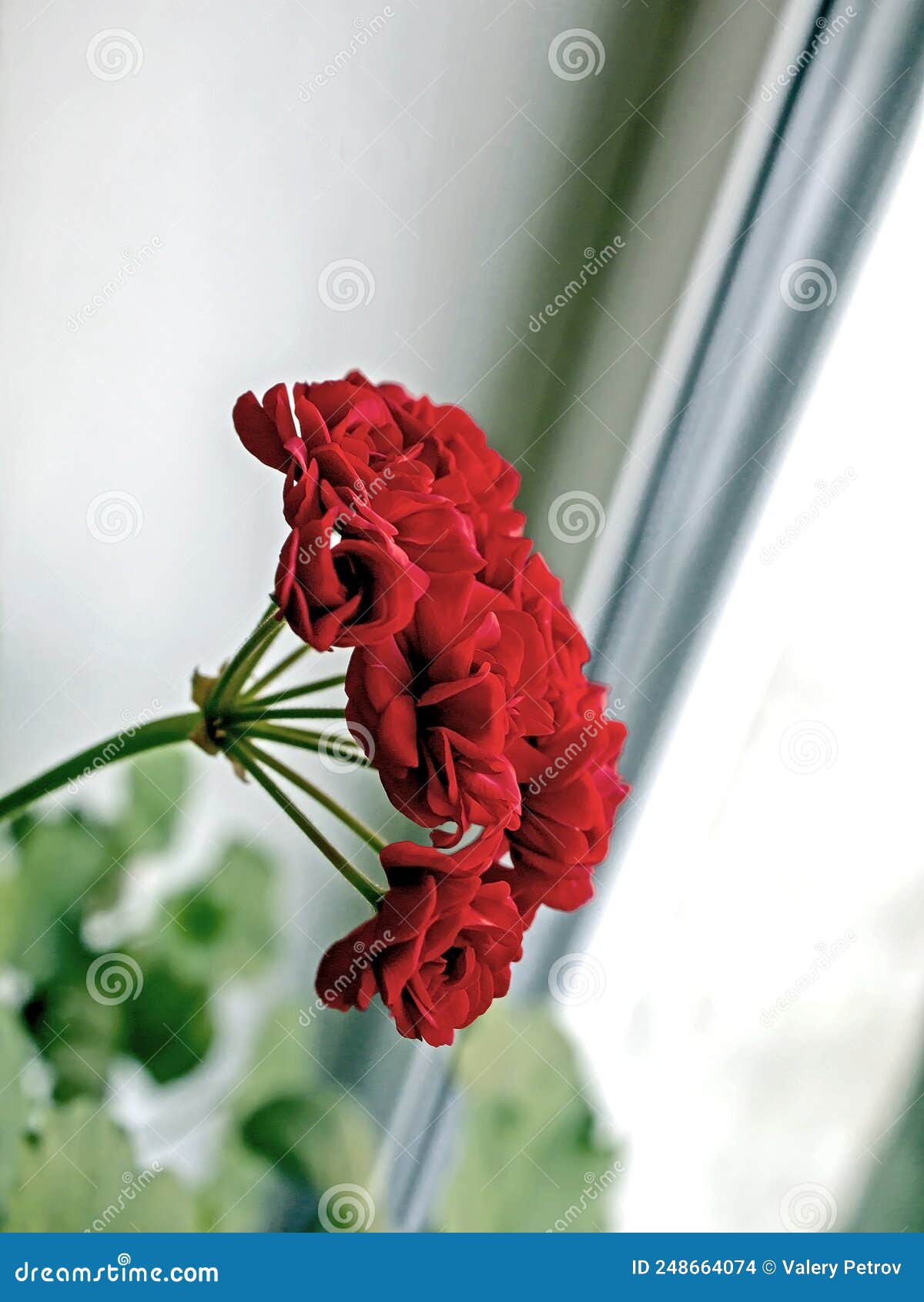 Double Red Geranium Flowers on a Blurry Background Stock Photo - Image ...