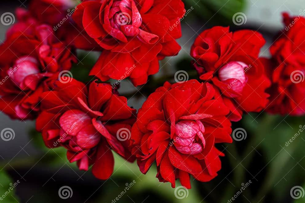 Double Red Geranium Flowers on a Blurry Background Stock Image - Image ...