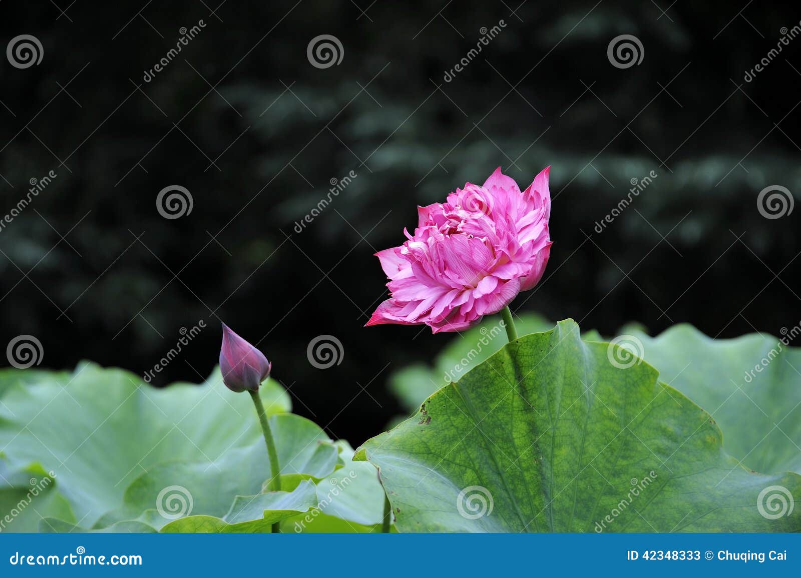 Double red lotus stock image. Image of flower, pink, petal - 42348333