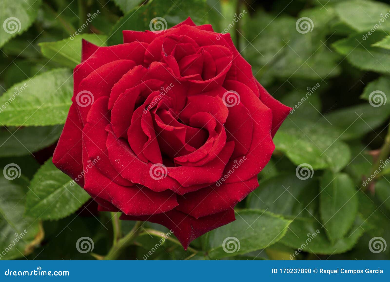 Double Red Rose stock photo. Image of floral, rosebud - 170237890