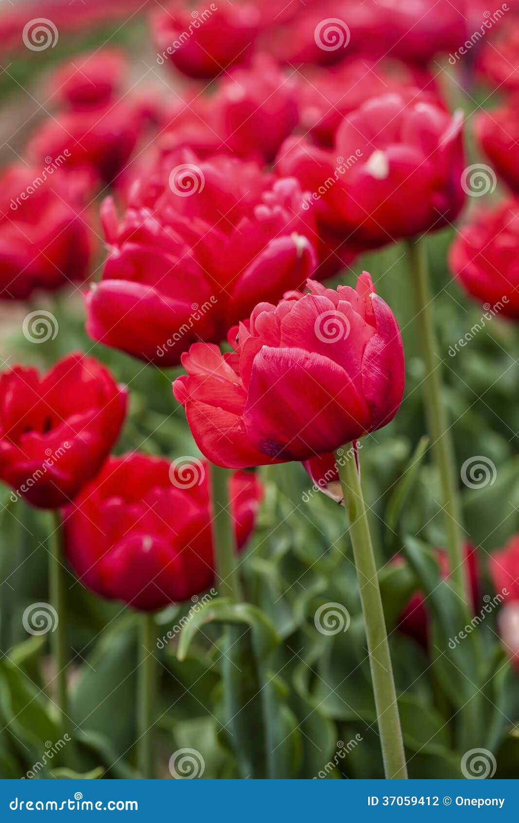 Double Red Tulips stock photo. Image of leaf, formal - 37059412