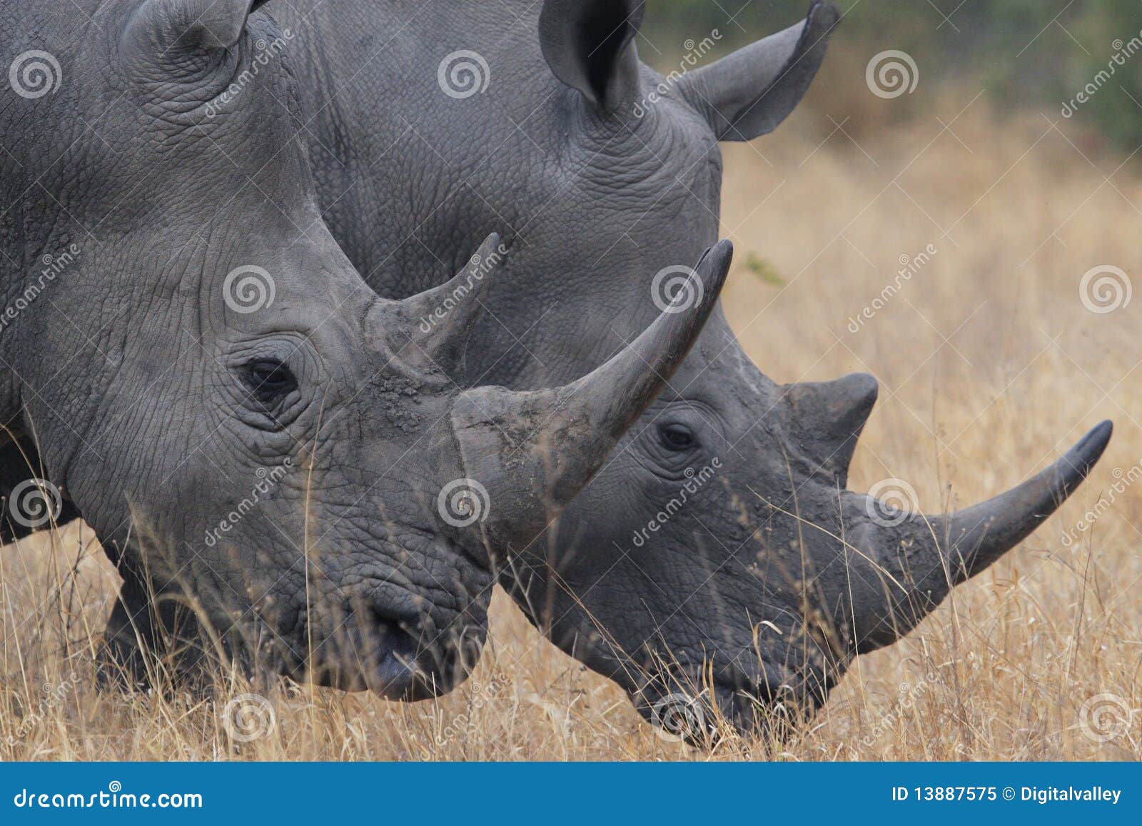 Double Rhino stock image. Image of grazing, side, wildlife - 13887575