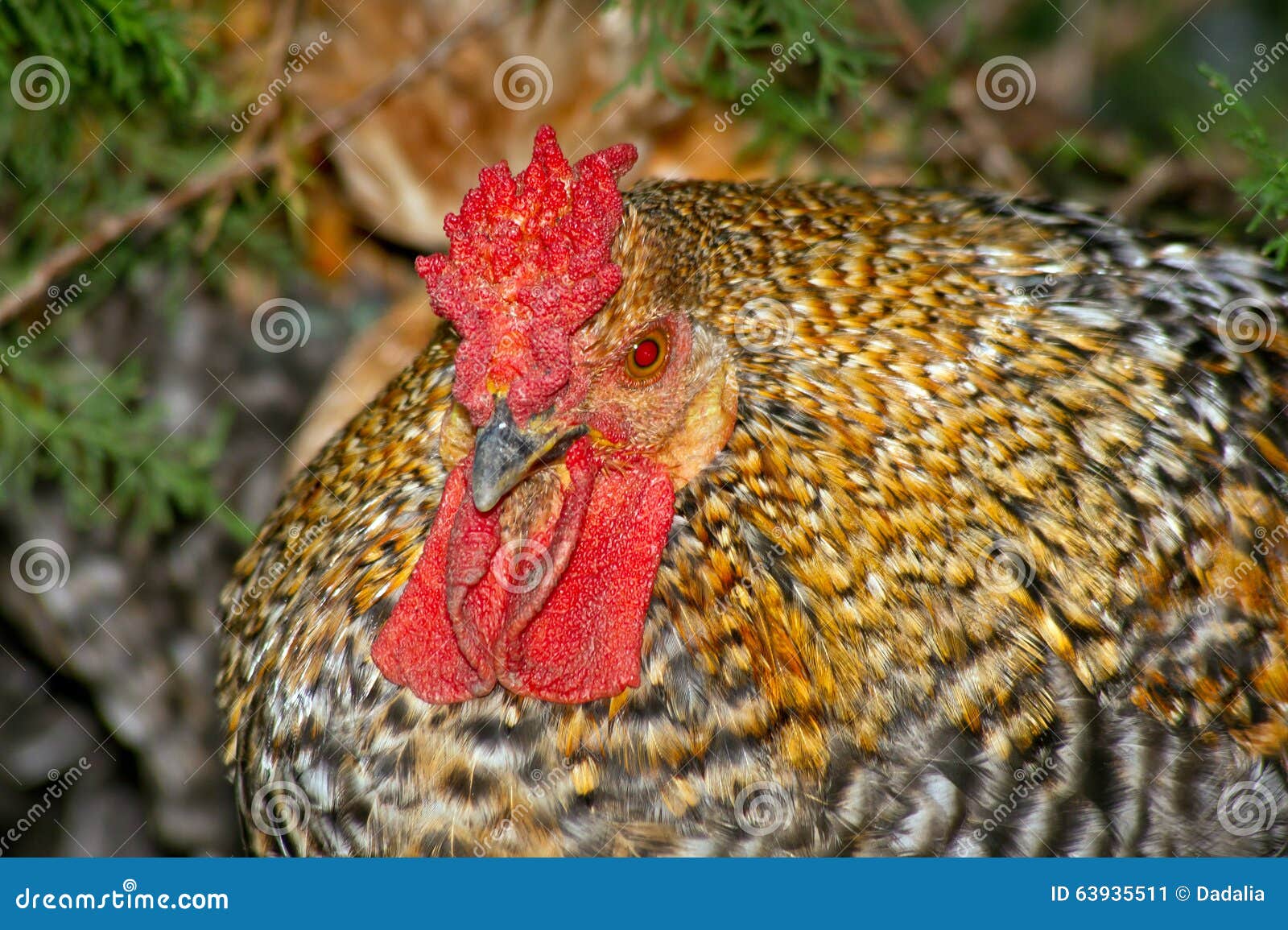 Double rooster combs stock image. Image of feathers, field - 63935511