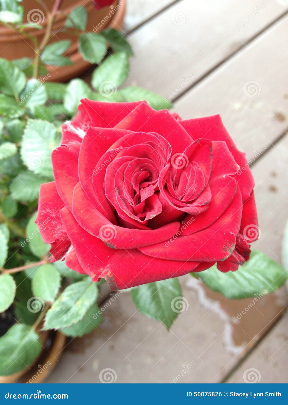 Double rose stock photo. Image of nature, flowers, rose - 50075826