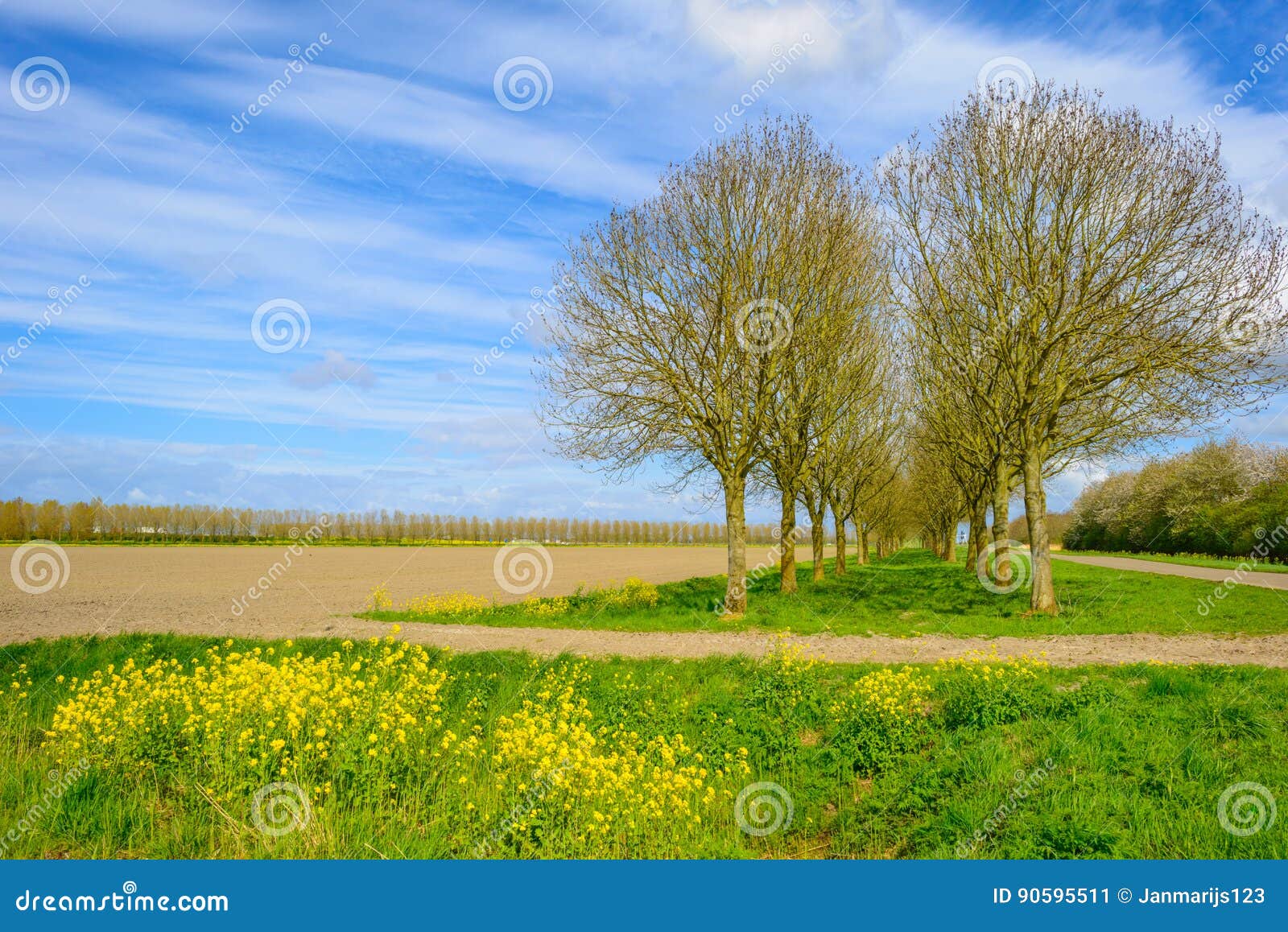 Double Row of Trees Along a Field in Spring Stock Image - Image of wild ...