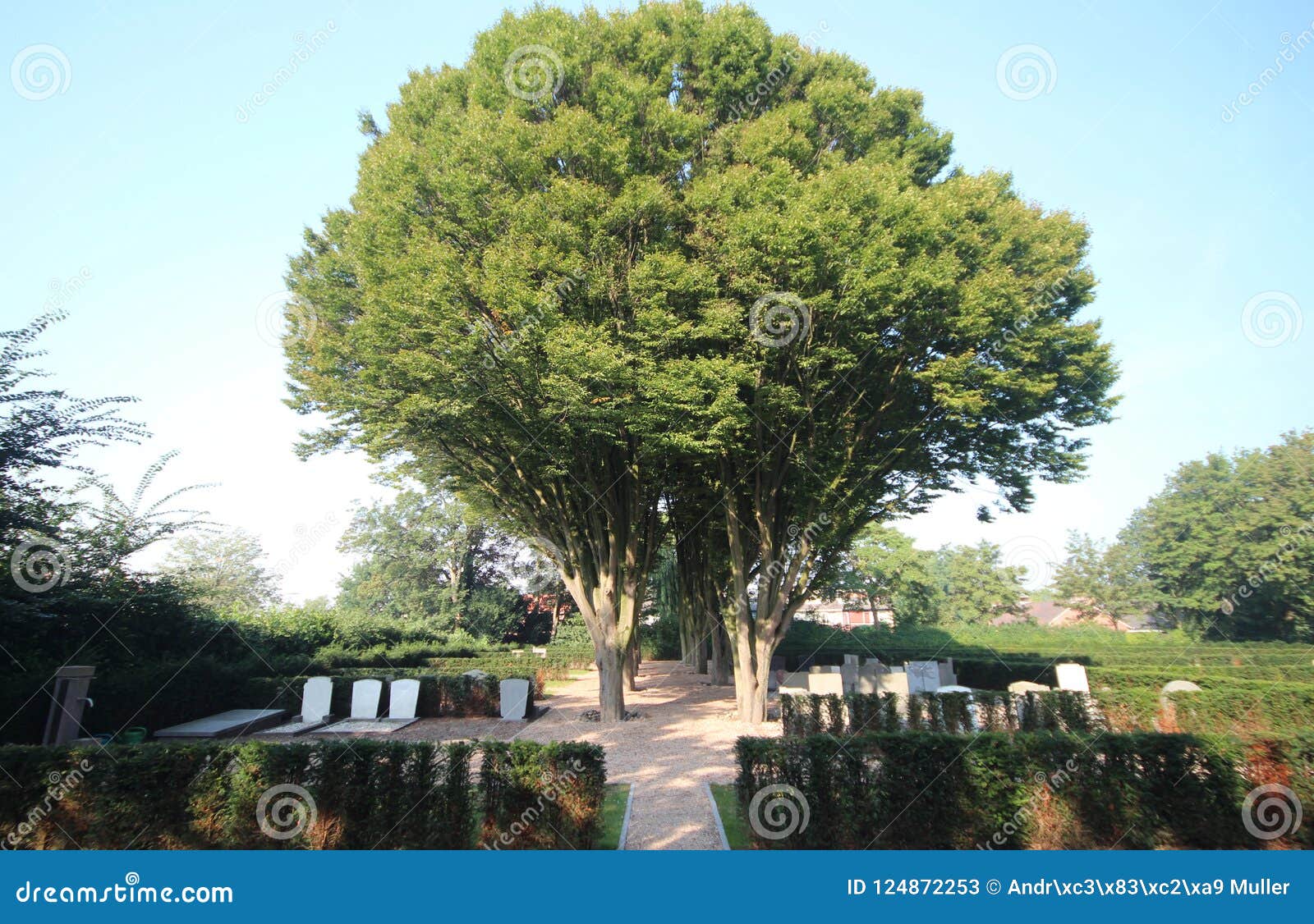 Double Rows of Trees on a Cemetery in Moerkapelle in the Netherlands ...