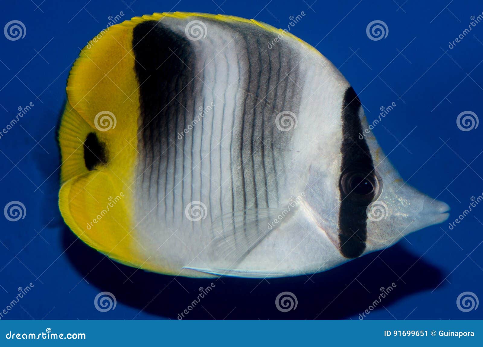 Double Saddle Butterflyfish Stock Image - Image of range, false: 91699651