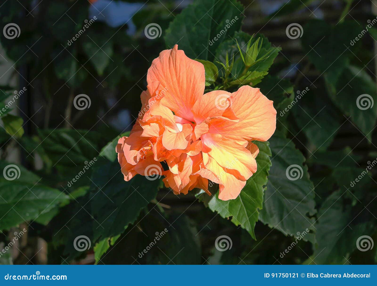 Double Salmon Hibiscus Stock Image Image Of Nature 821292 91750121