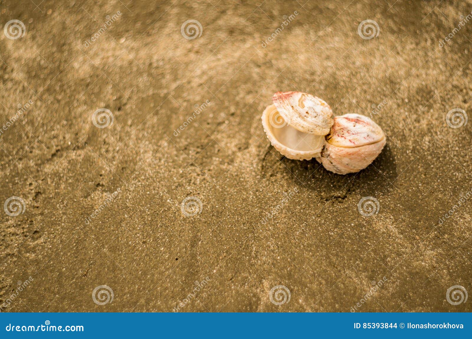 Double seashell stock photo. Image of beautiful, shell - 85393844