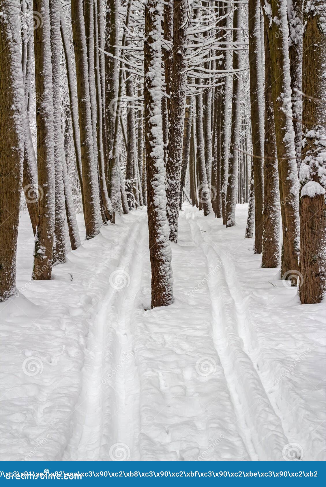 Double ski track stock photo. Image of pine, cold, forest - 164239632