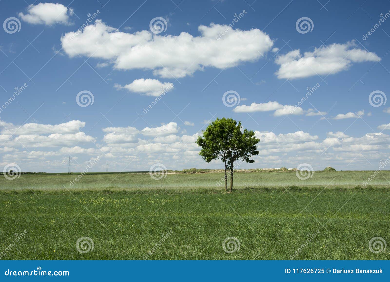 Single Small Tree in the Field Stock Image - Image of grass, meadow ...