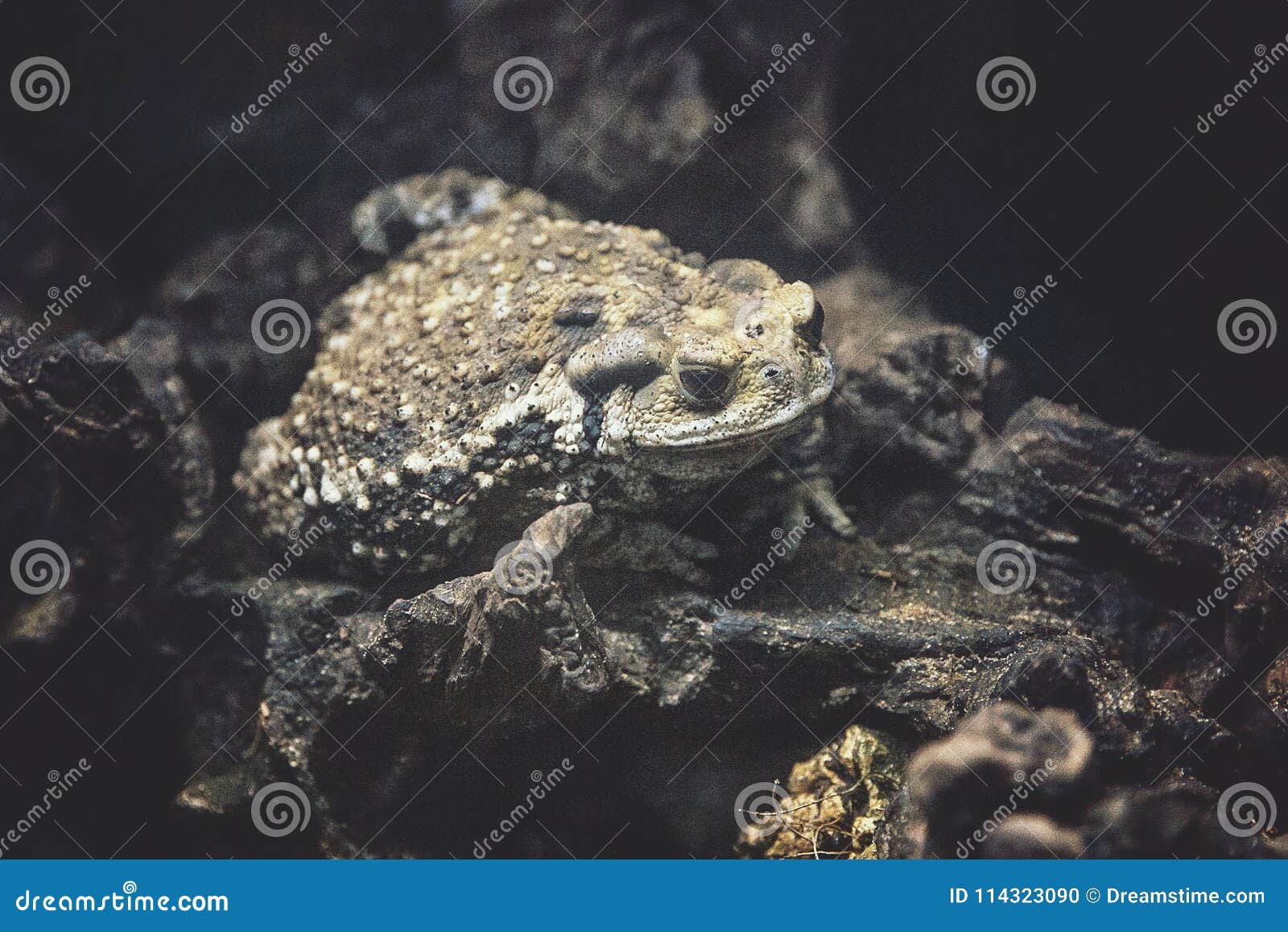 Double Spotted Tree Frog stock photo. Image of double - 114323090
