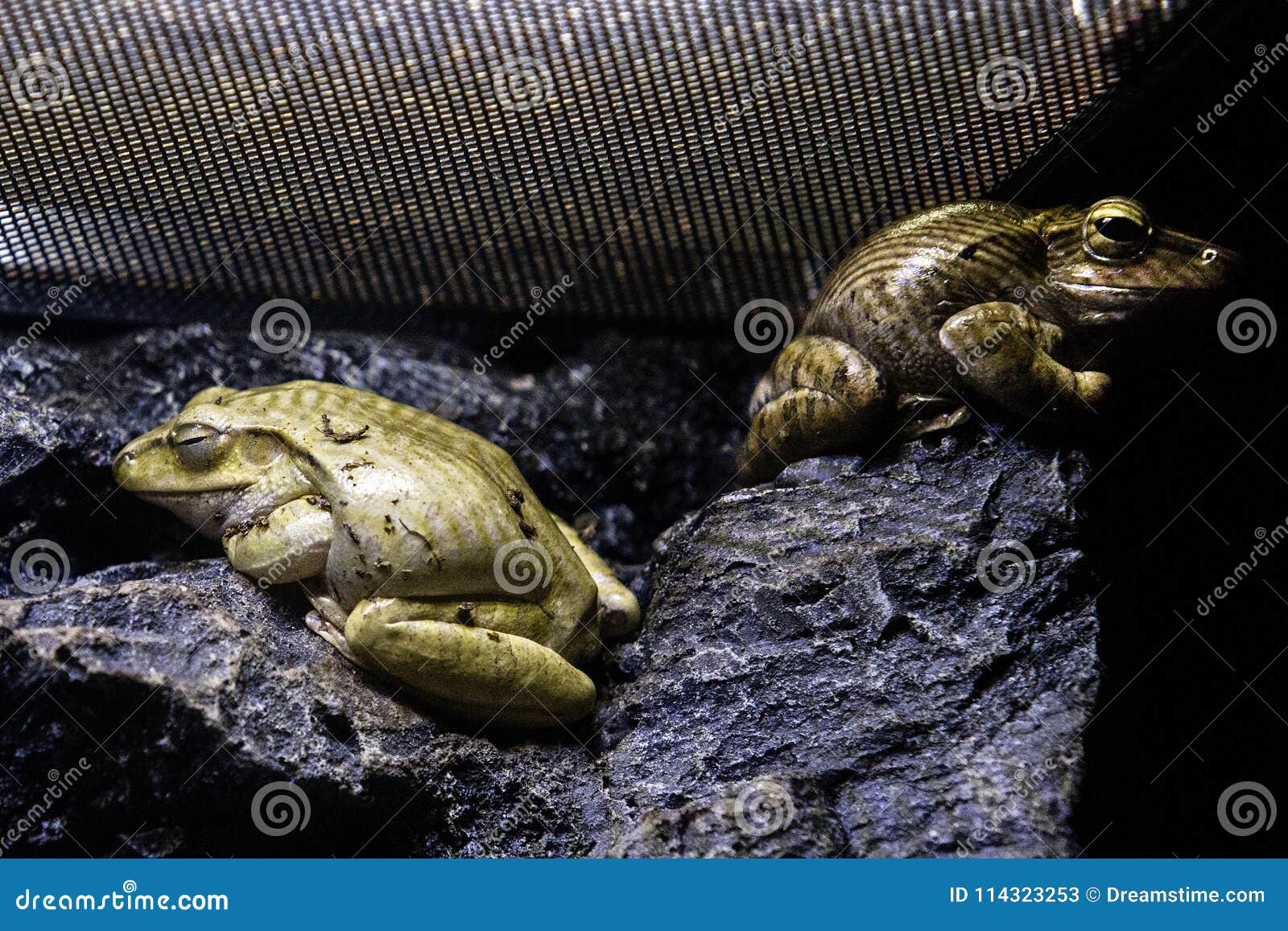 Double Spotted Tree Frog stock image. Image of regression - 114323253