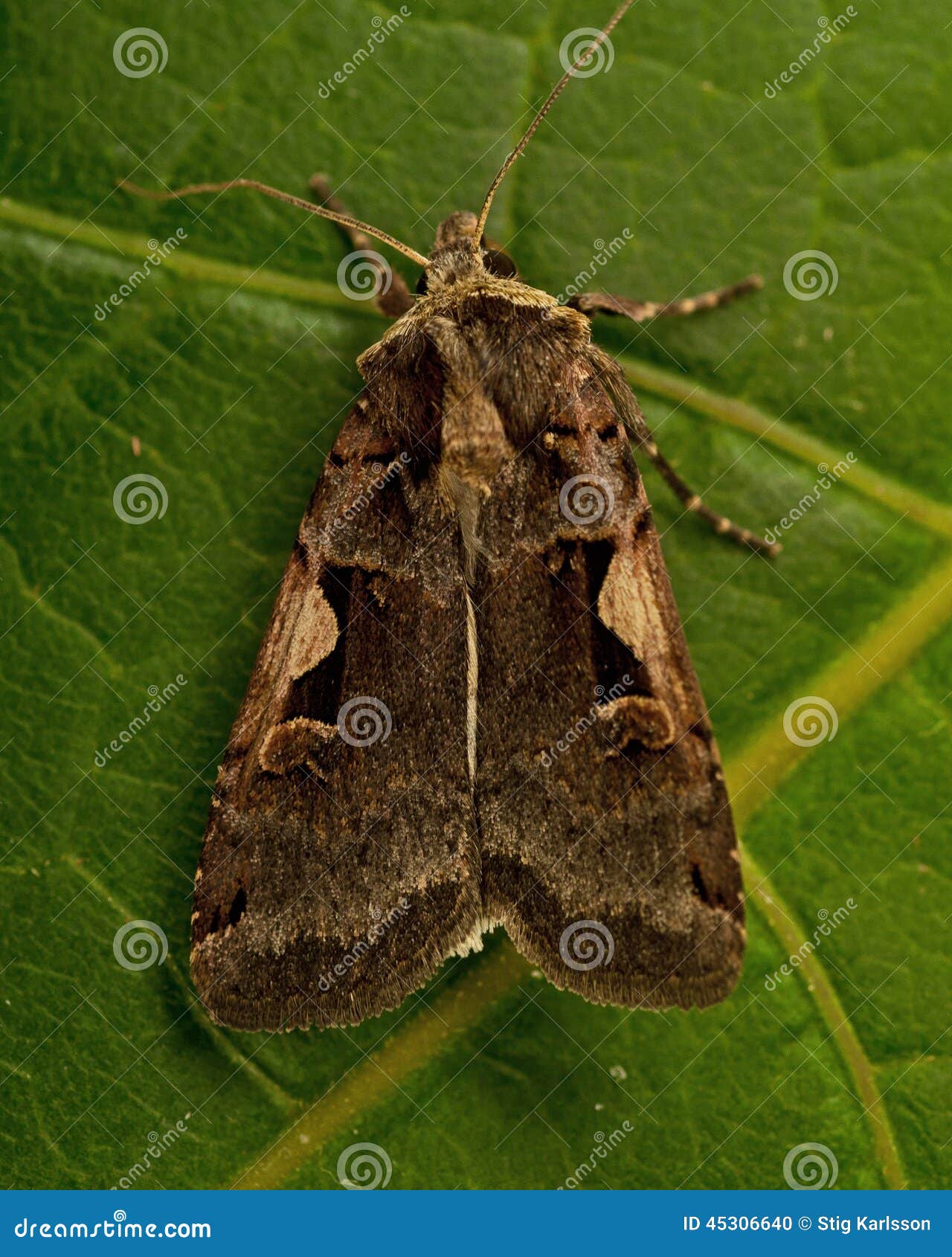 A Double Square Spot Moth Xestia C-nigrum Stock Photo - Image of green ...