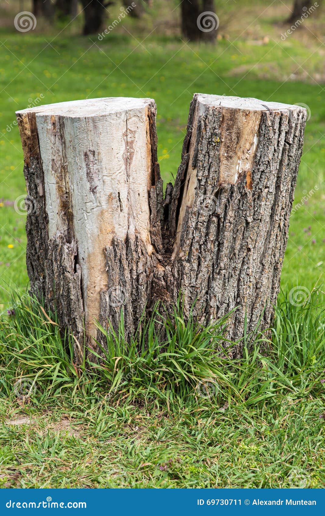 Double stub stock image. Image of floral, outdoor, trunk - 69730711