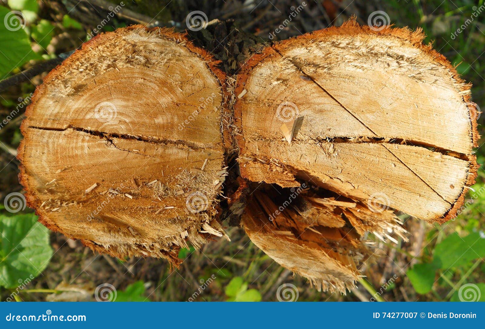 Double stump stock image. Image of design, background - 74277007