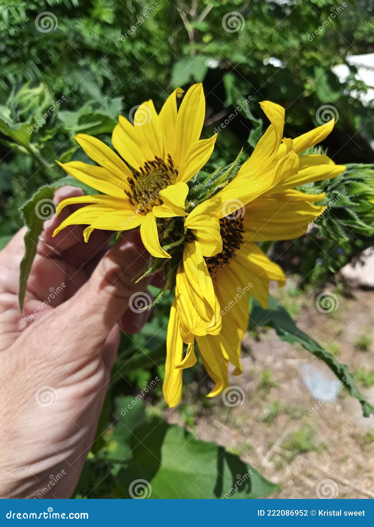 Double Sunflower Beautiful Sunny Flowers Stock Photo - Image of double ...