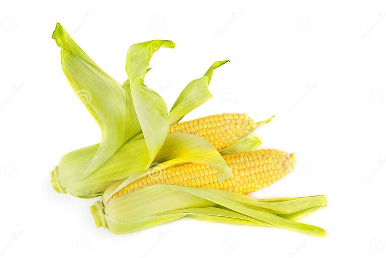 Double Sweet Corn Ears Isolated on White Background Stock Photo - Image ...