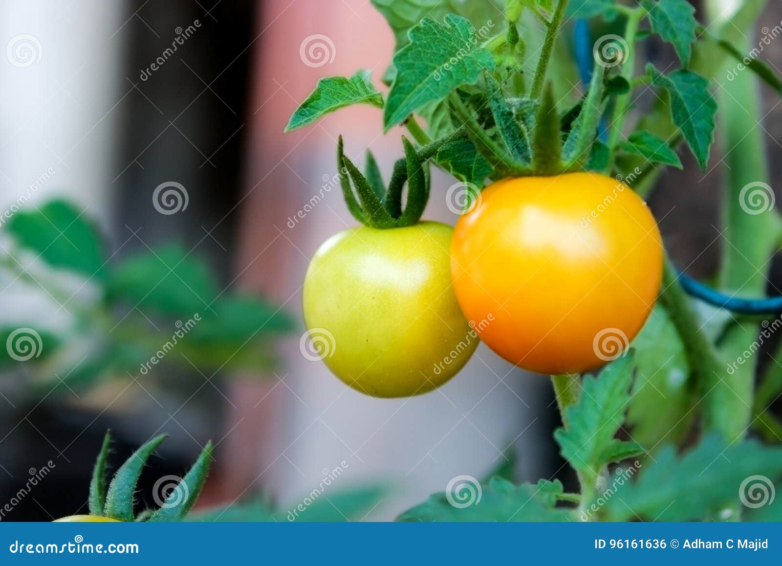 Double tomato stock photo. Image of double, fresh, tomato - 96161636
