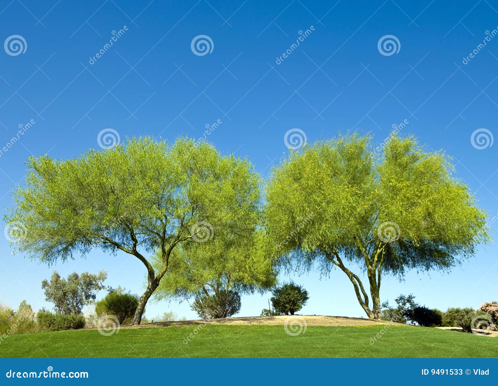 Double Tree stock image. Image of green, wood, tree, twin - 9491533