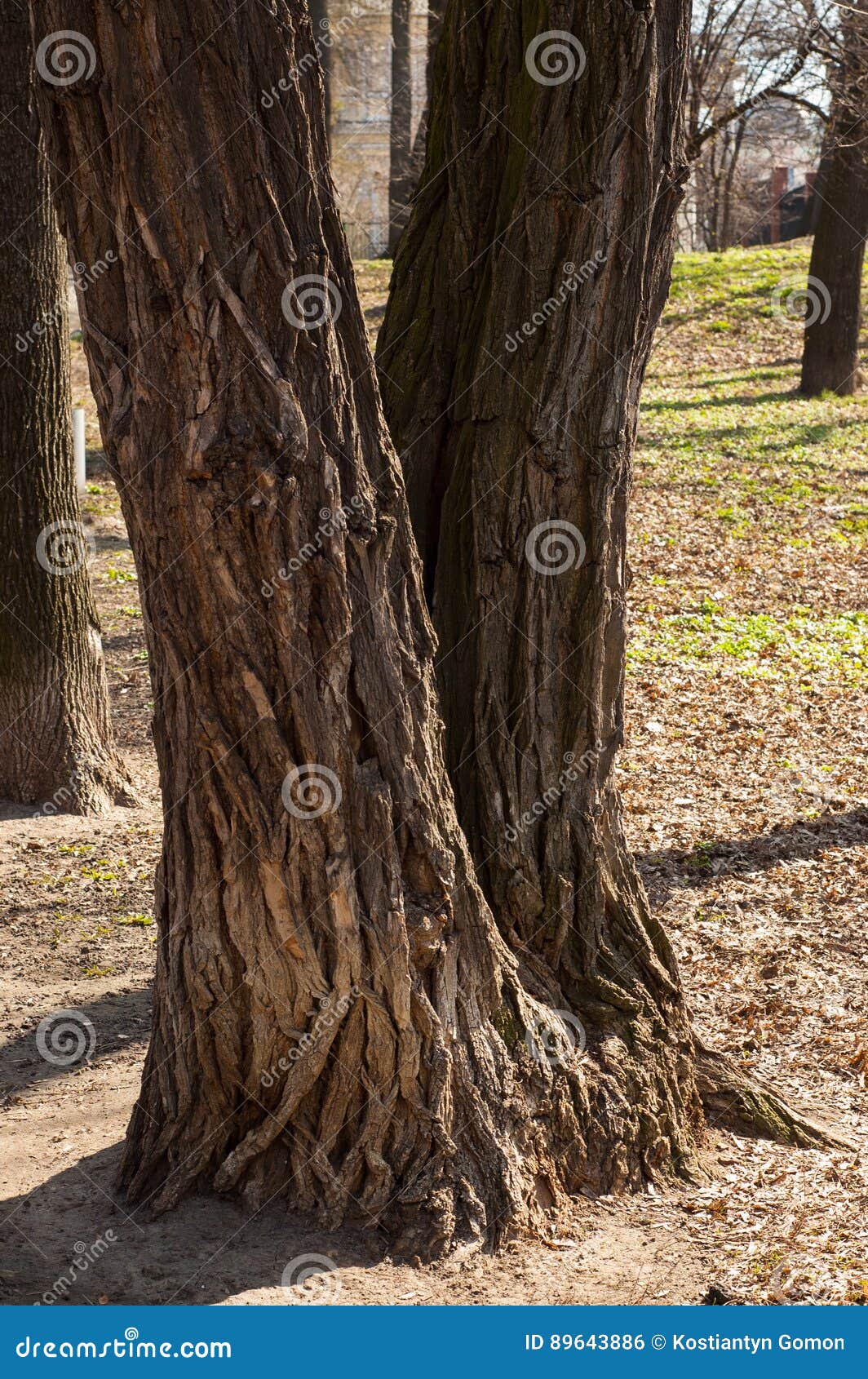 Double tree stock photo. Image of view, life, tree, double - 89643886