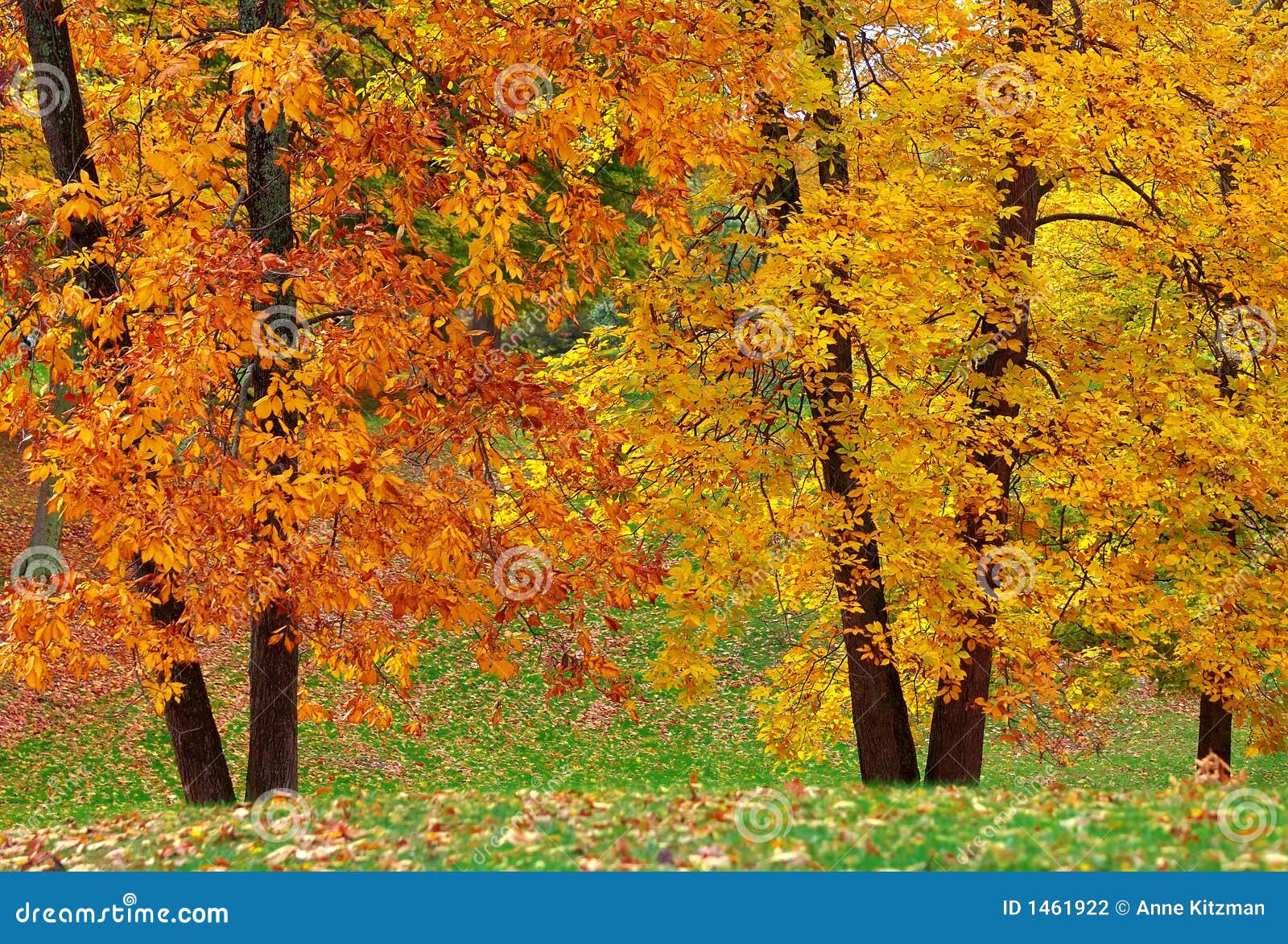 Double Trees stock photo. Image of leaves, orange, brilliance - 1461922