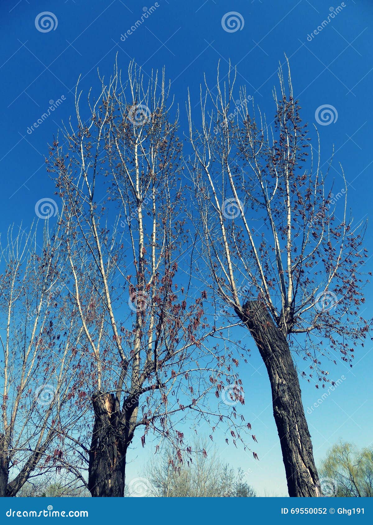 Double trees stock photo. Image of blue, nice, spring - 69550052