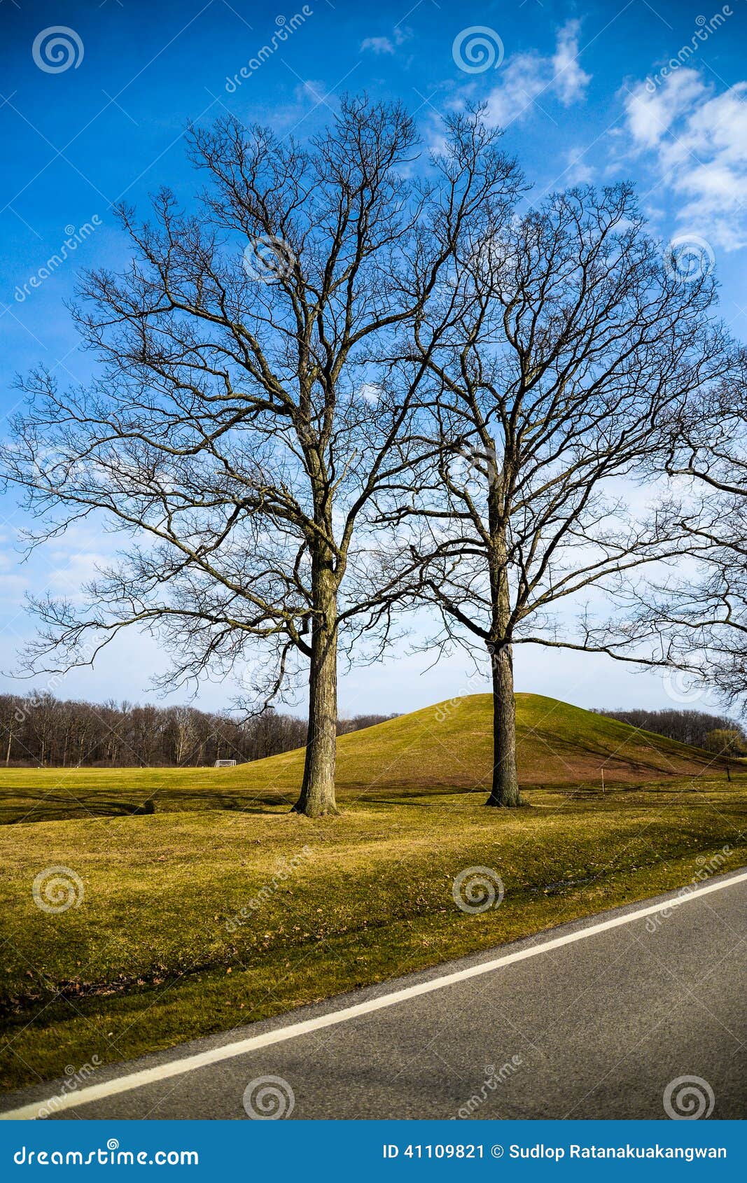 Double trees stock image. Image of nature, natural, season - 41109821