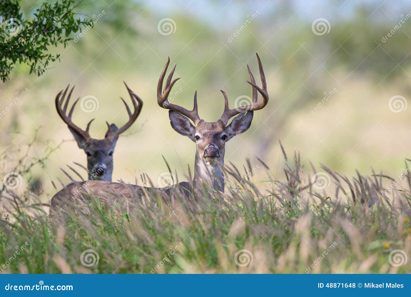 Double Trouble Whitetail Bucks Stock Photo - Image of tarsal, midwest ...