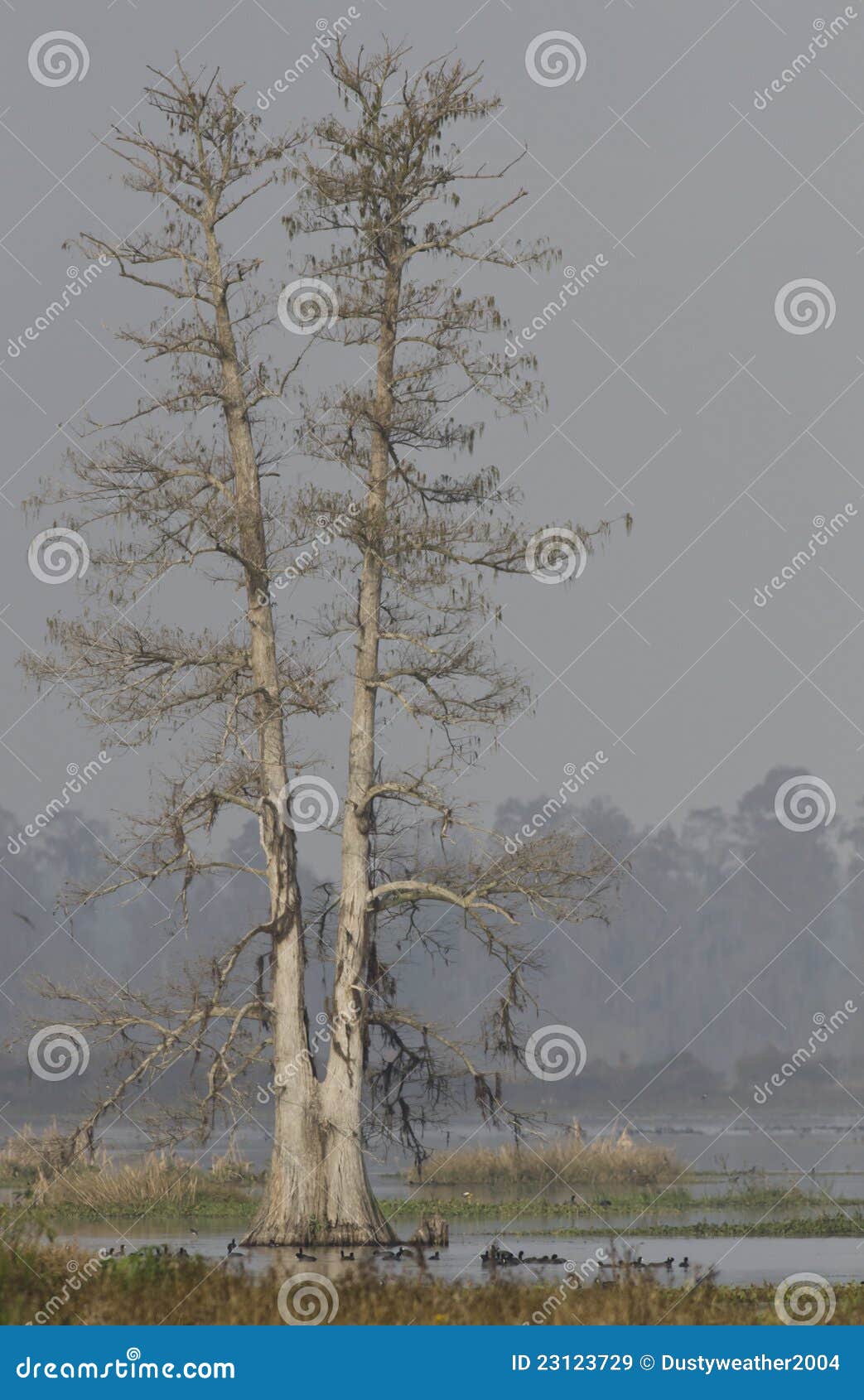 Double Trunk Cypress Tree stock image. Image of morning - 23123729