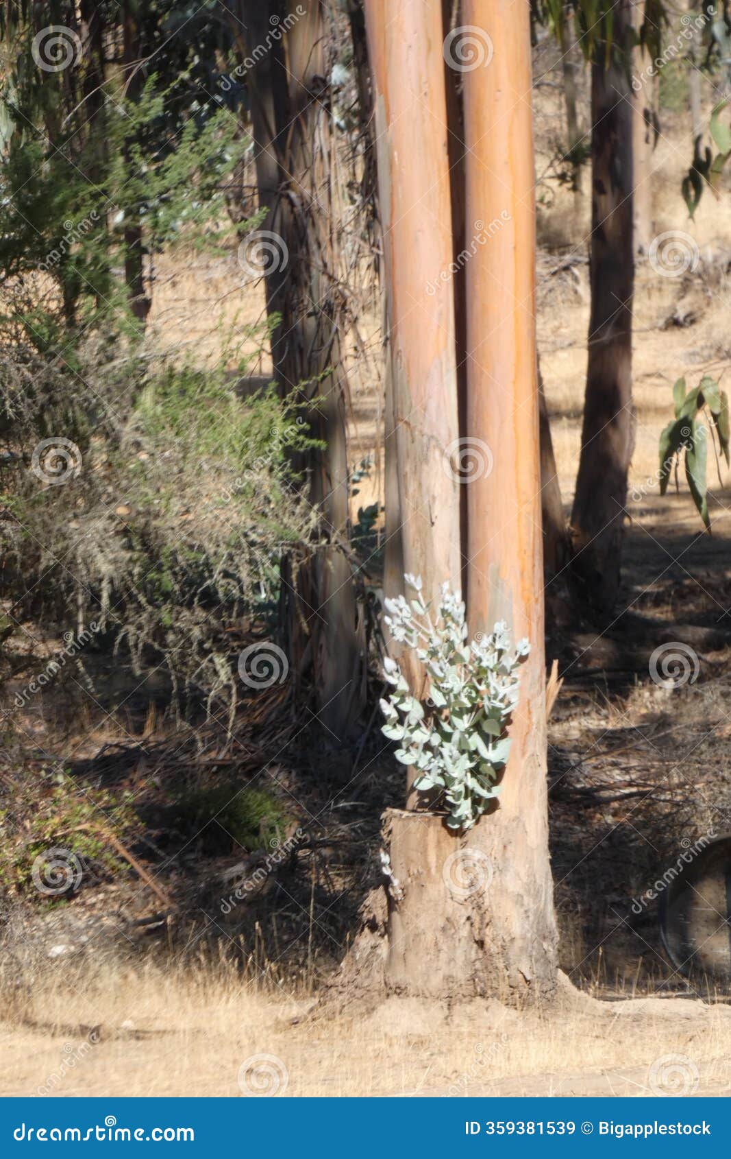 Double Trunk Tree stock image. Image of tree, trunks - 359381539