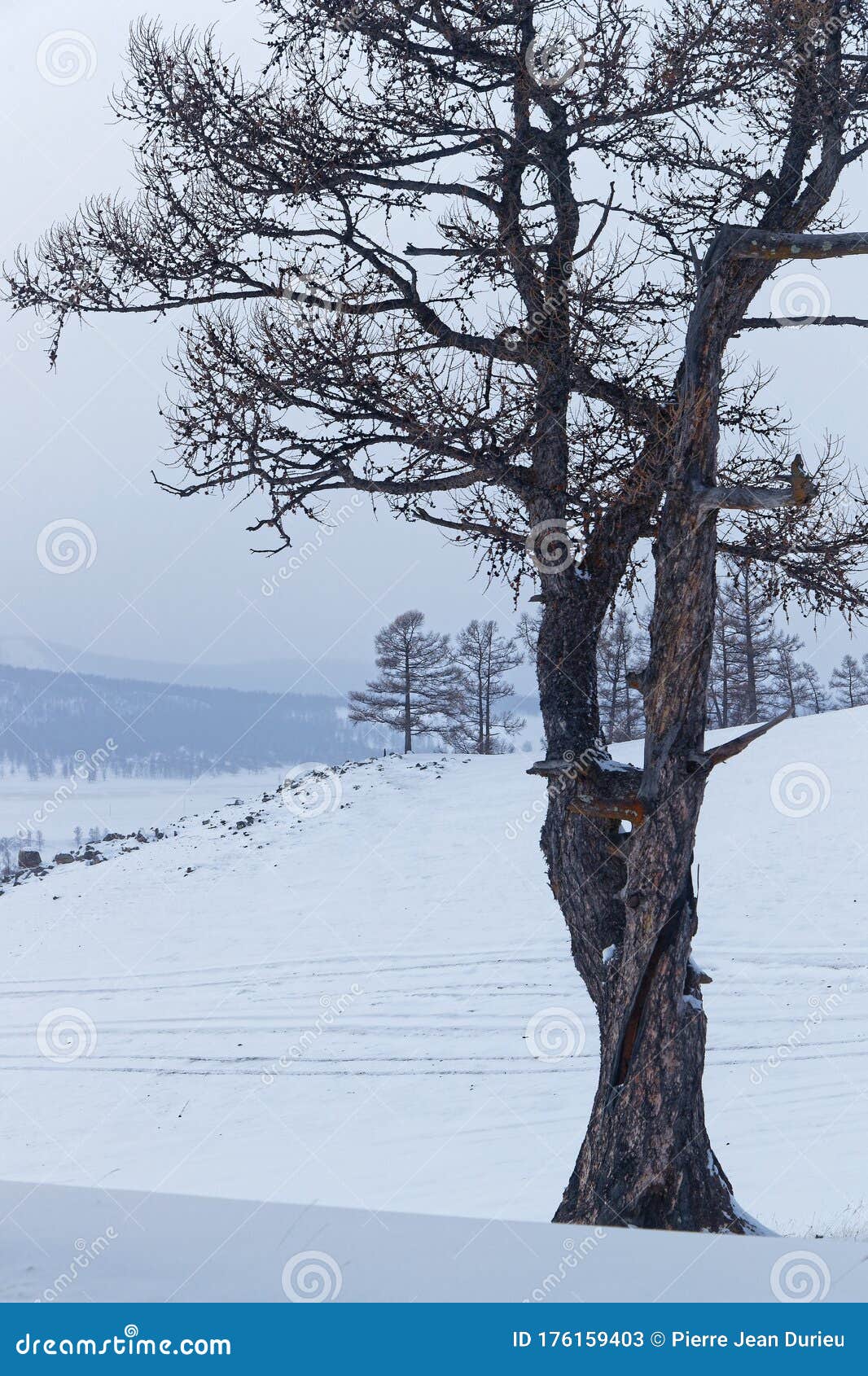 Double Trunk Tree in a White Landscape Stock Image - Image of asia ...