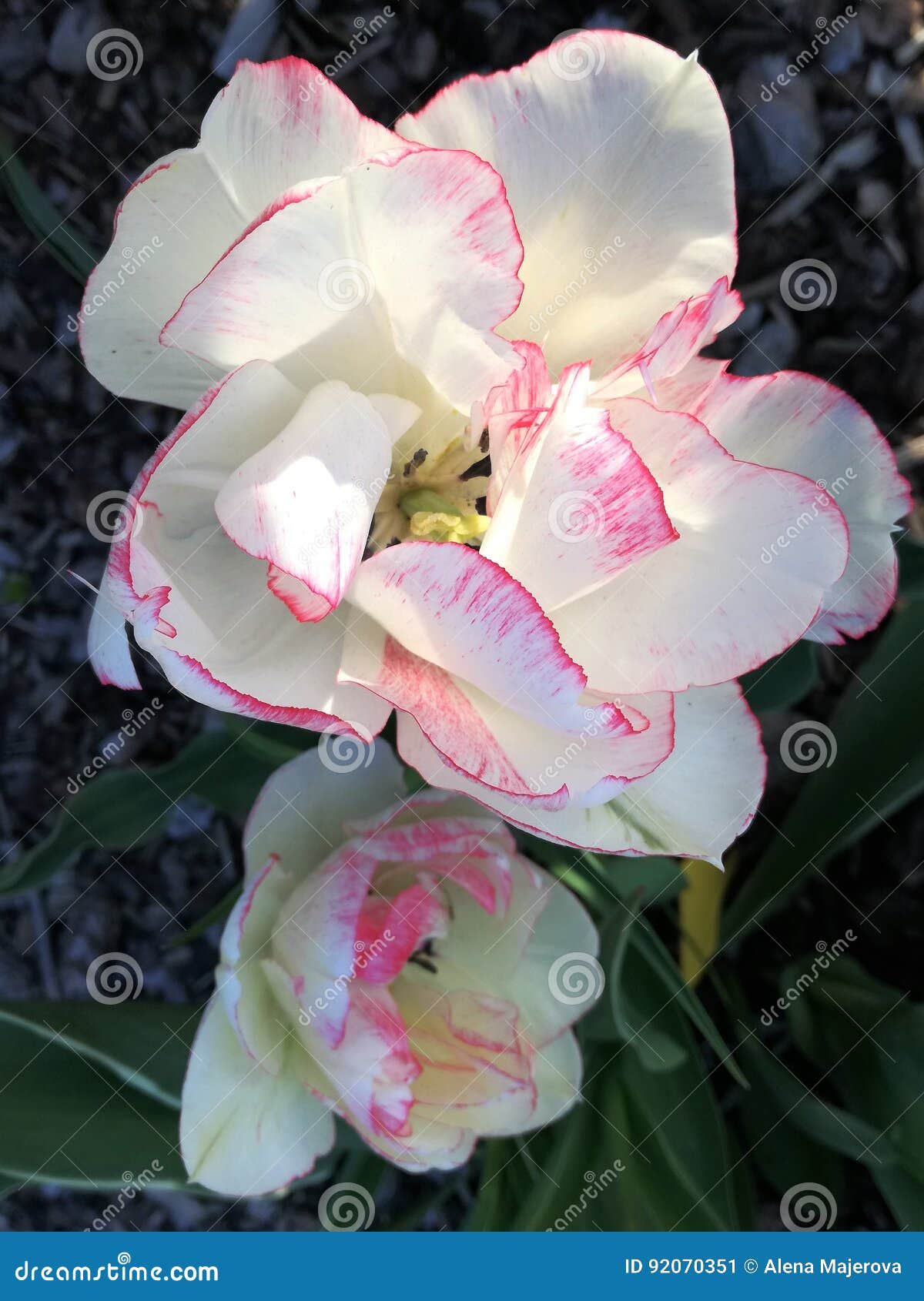Double tulips stock image. Image of nature, detail, blossom - 92070351